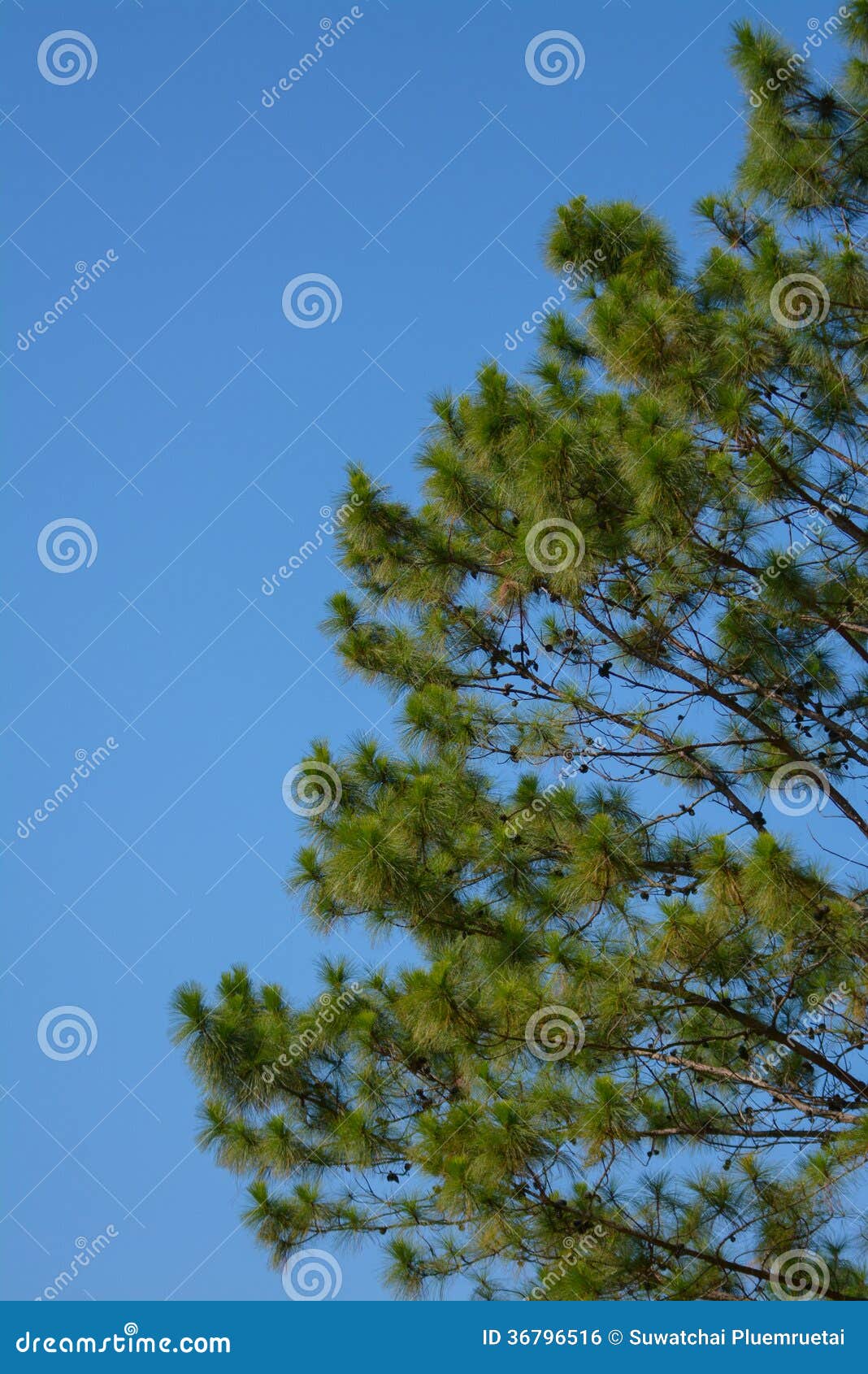 Pine tree with blue sky stock photo. Image of orange - 36796516