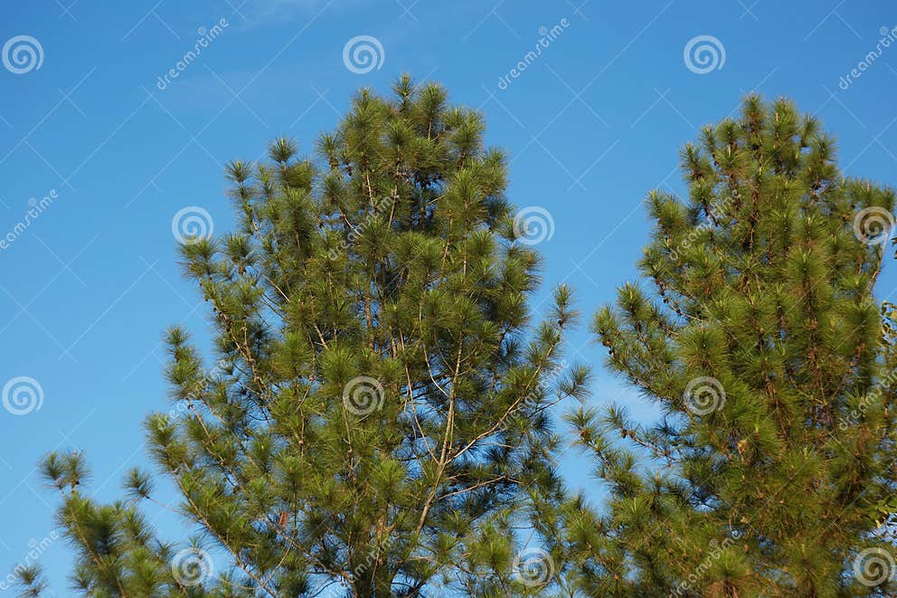Pine Tree on the Blue Sky Background Stock Photo - Image of spruce ...
