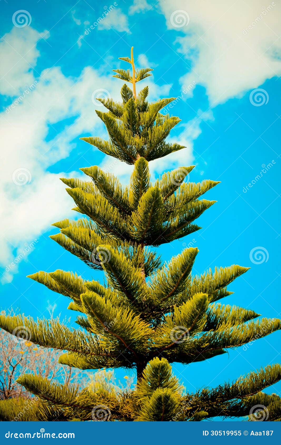 Pine tree with blue sky stock image. Image of outdoor - 30519955