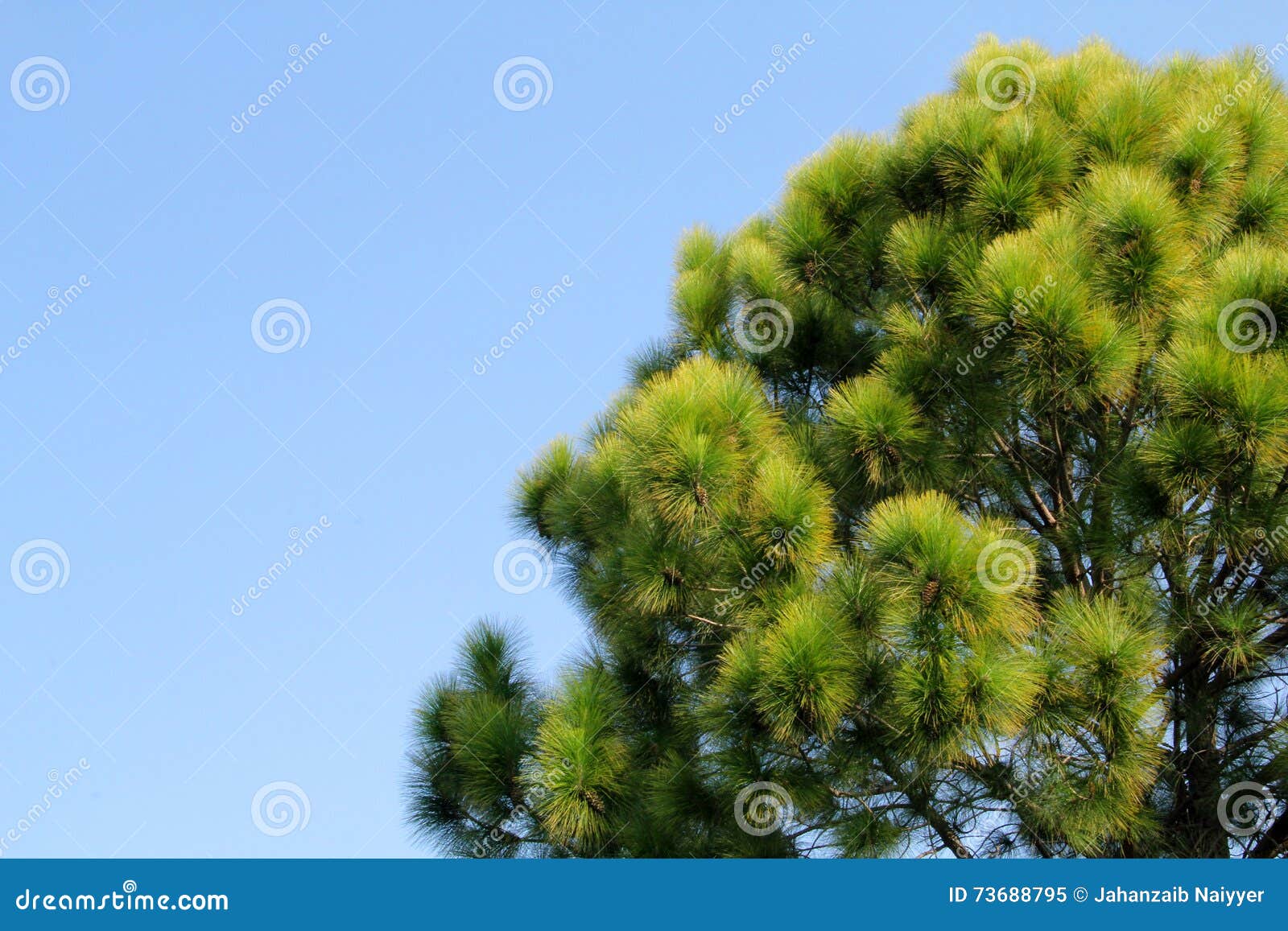 Pine Tree with Blue Sky stock image. Image of green, spacenn - 73688795