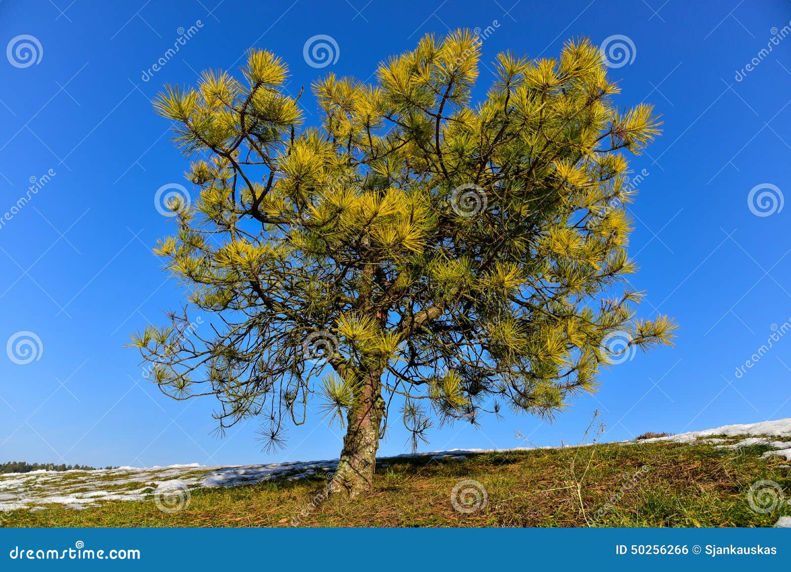 Pine tree blue sky stock photo. Image of beauty, coniferous - 50256266