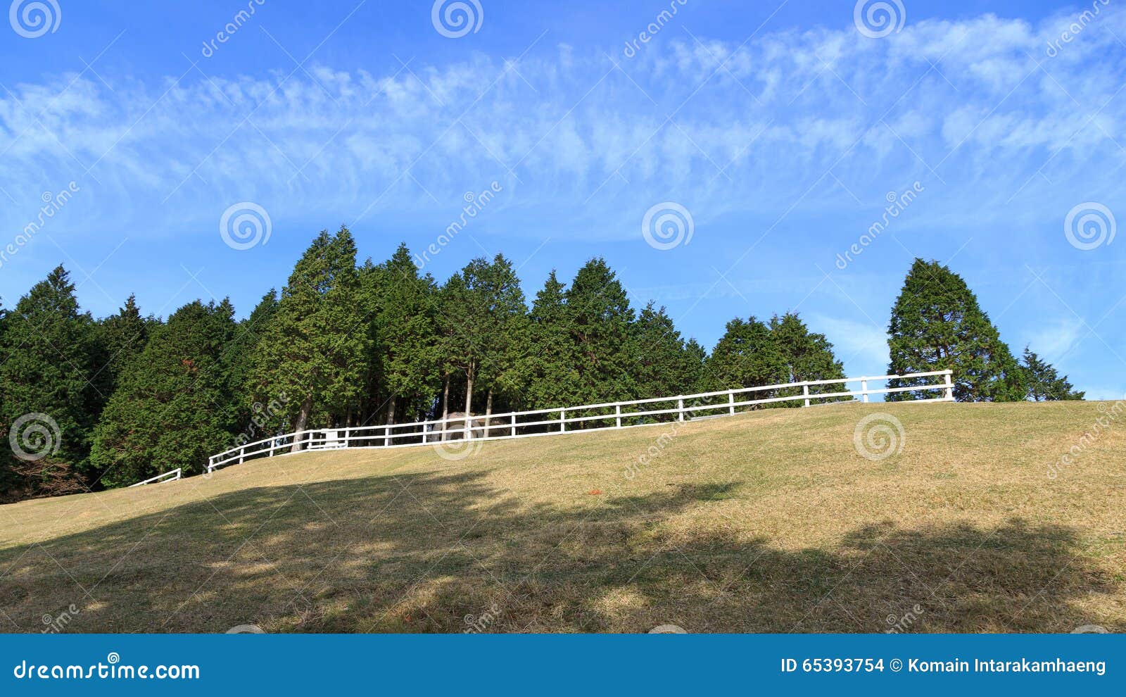 Pine Tree and Blue Sky at Mount Rokko Ranch Stock Photo - Image of ...