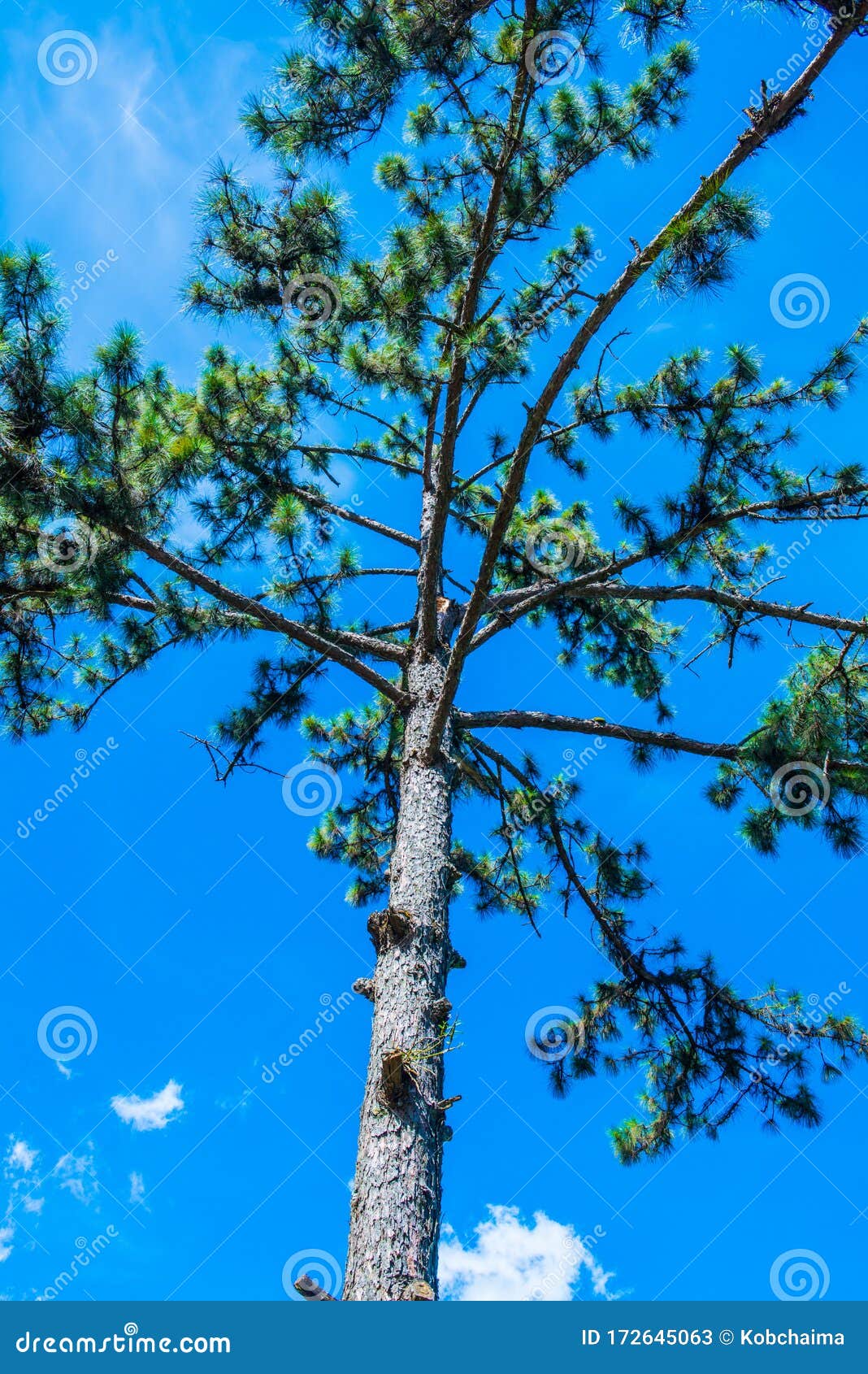 Pine tree with blue sky stock image. Image of environmental - 172645063