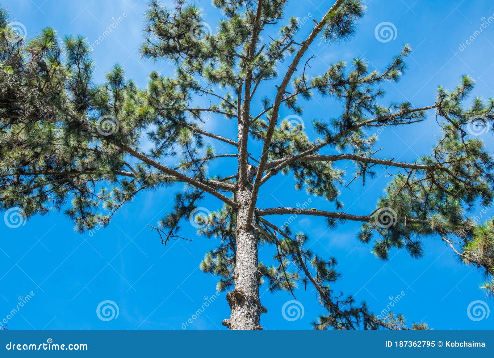 Pine tree with blue sky stock image. Image of branches - 187362795