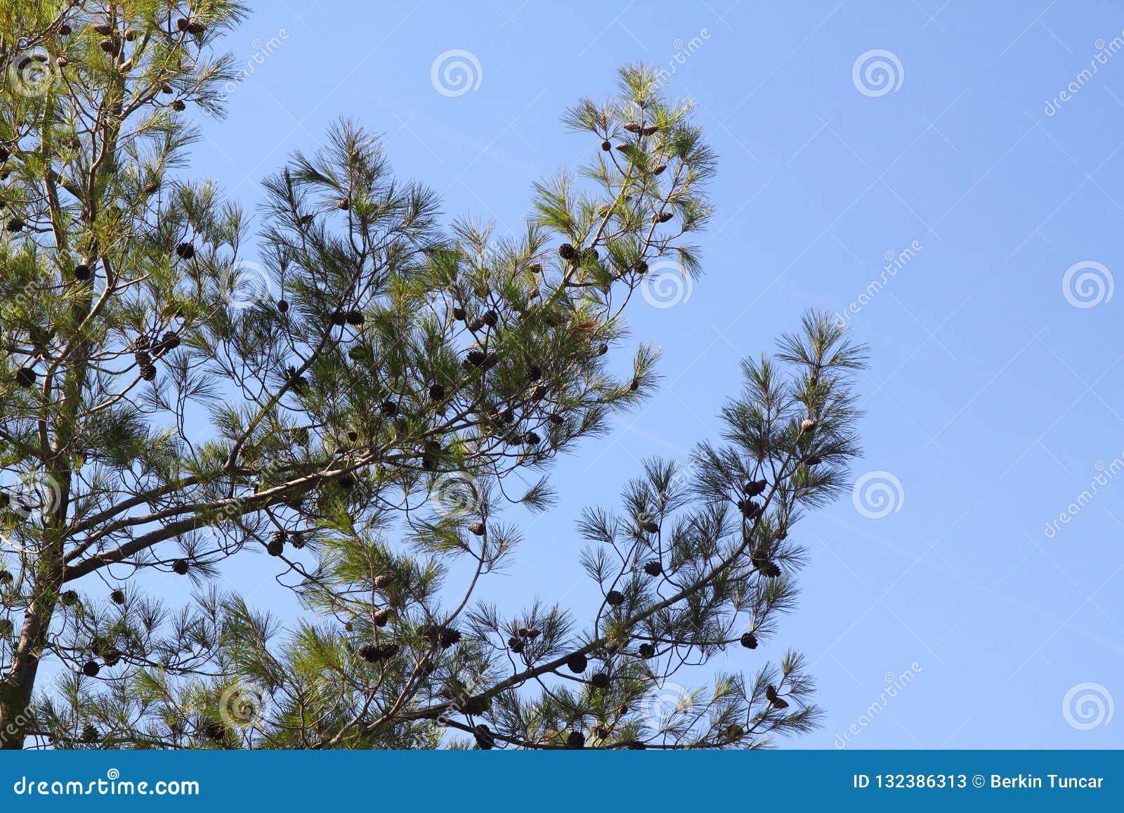 Pine tree and blue sky stock image. Image of branch - 132386313