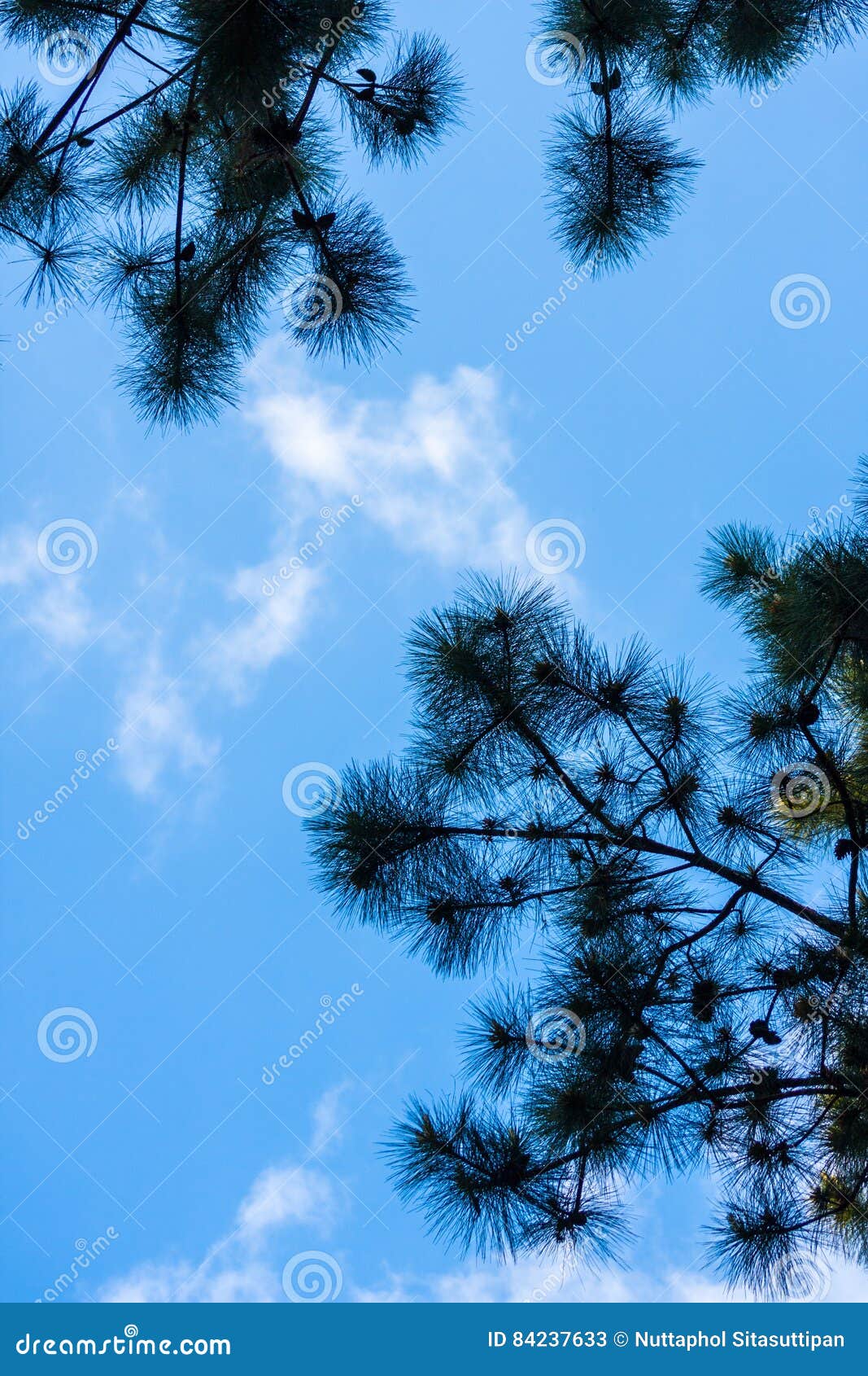Pine tree with blue sky stock image. Image of nature - 84237633