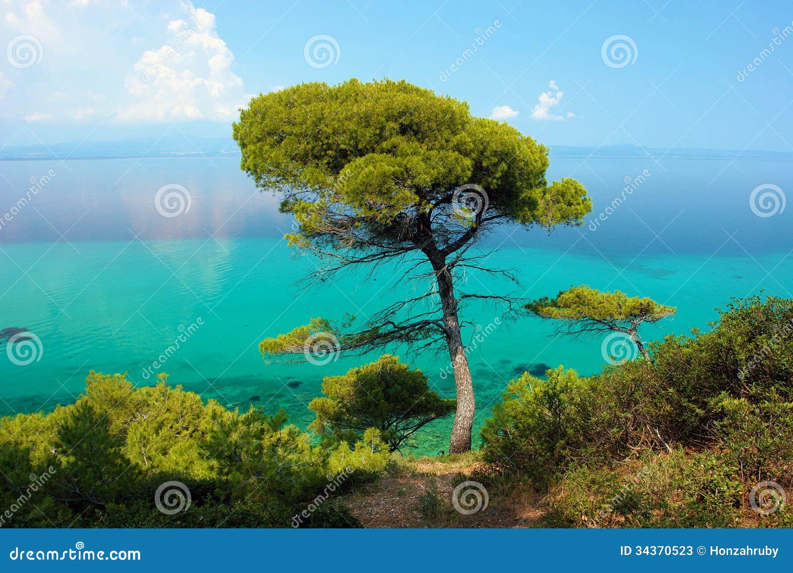 Pine Tree and Blue and Turquoise Sea Stock Image - Image of cliff, bark ...