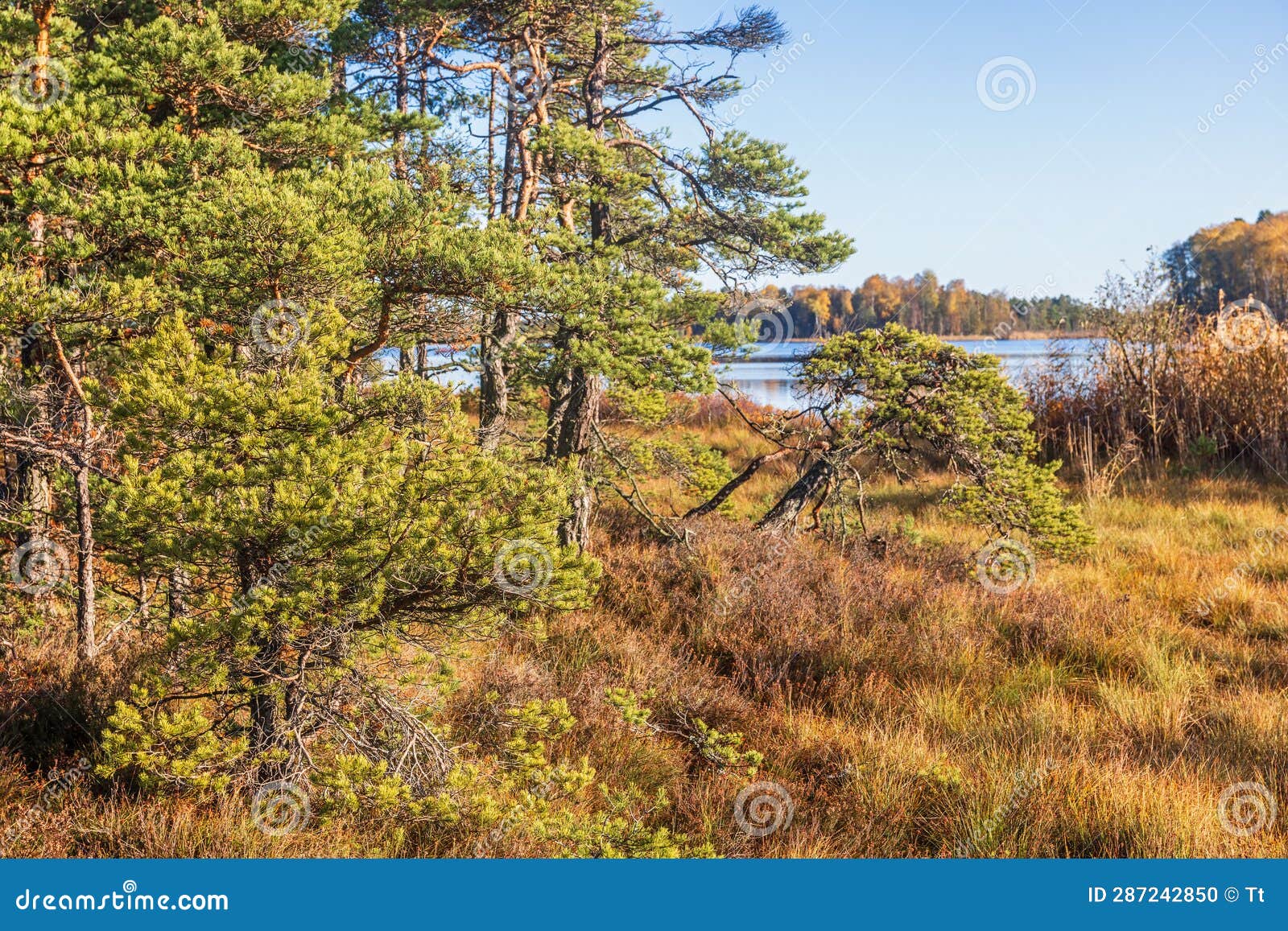 Pine Tree at a Bog by a Lake in Autumn Stock Photo - Image of bogland ...