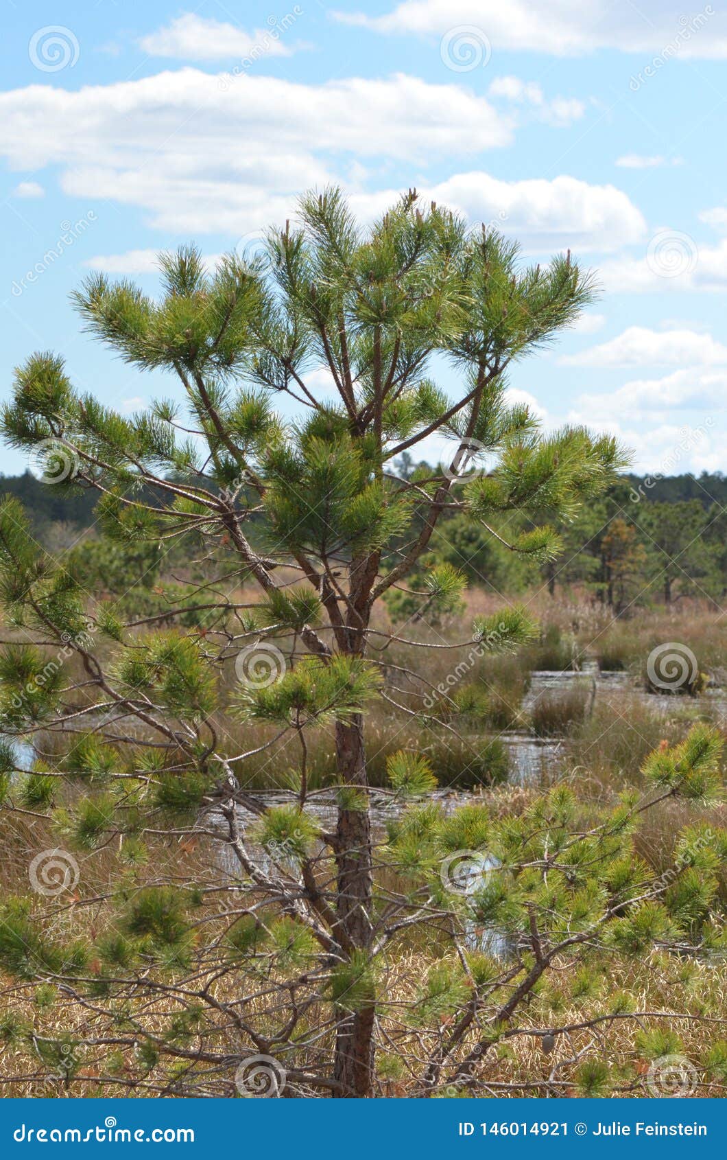 Marsh Pine stock image. Image of open, wild, sunny, tree - 146014921