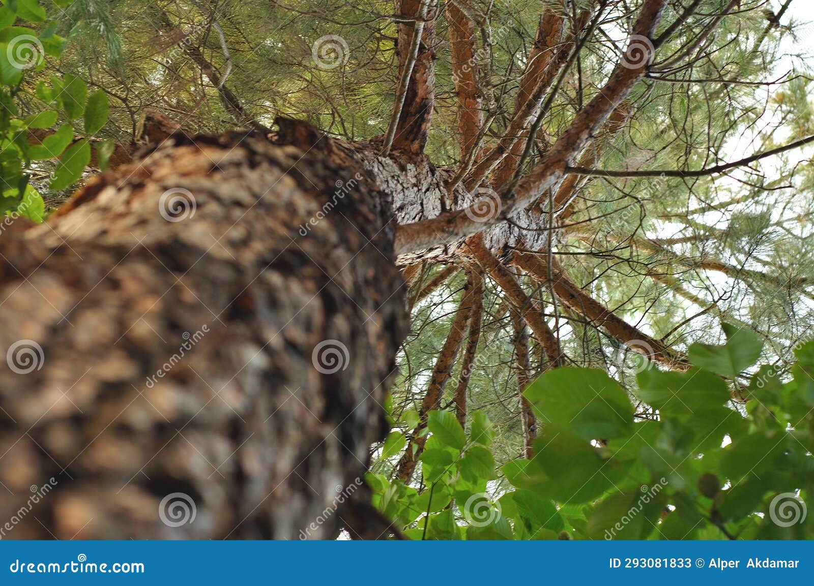 Pine Tree from Bottom To Top Stock Image - Image of wildlife, leaf ...