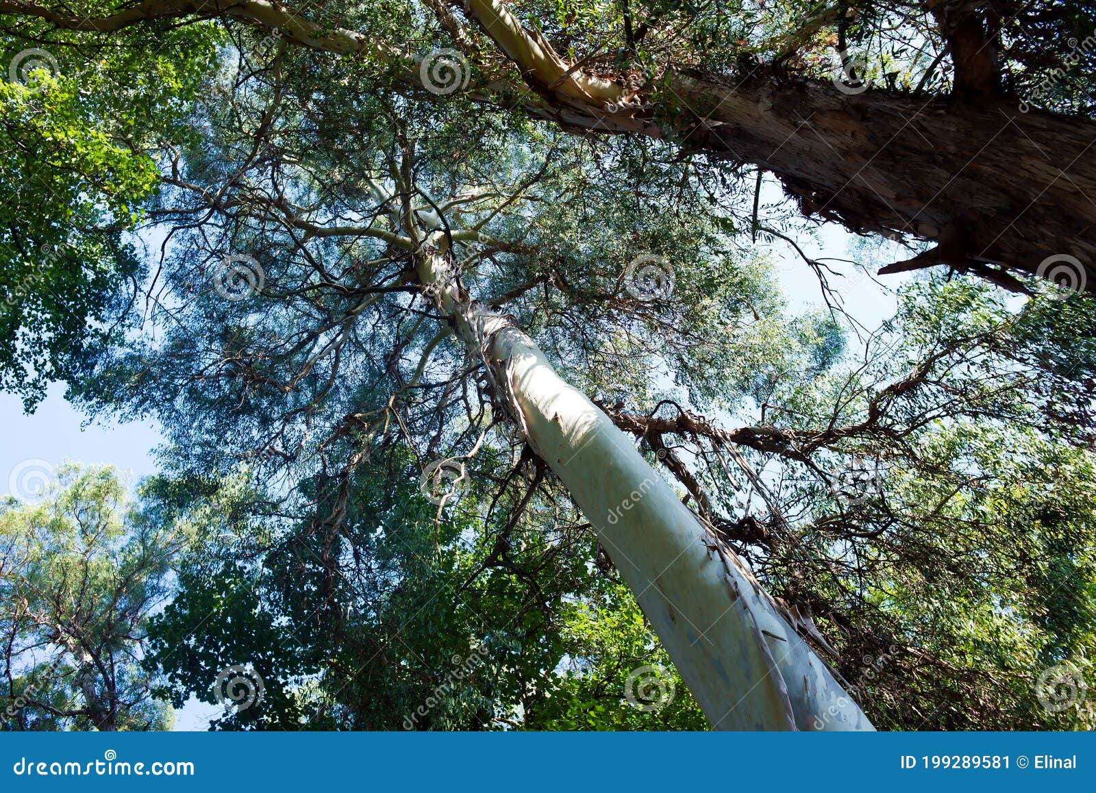 Pine Tree Bottom View, Branches. Forest Stock Image - Image of branches ...