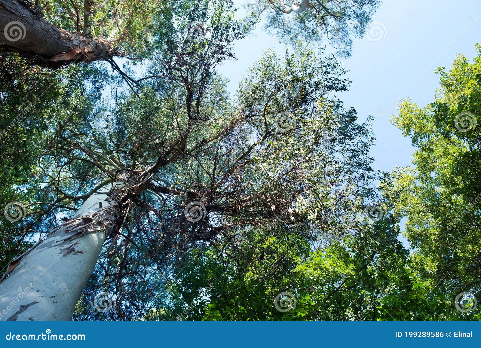 Pine Tree Bottom View, Branches. Forest Stock Photo - Image of tree ...