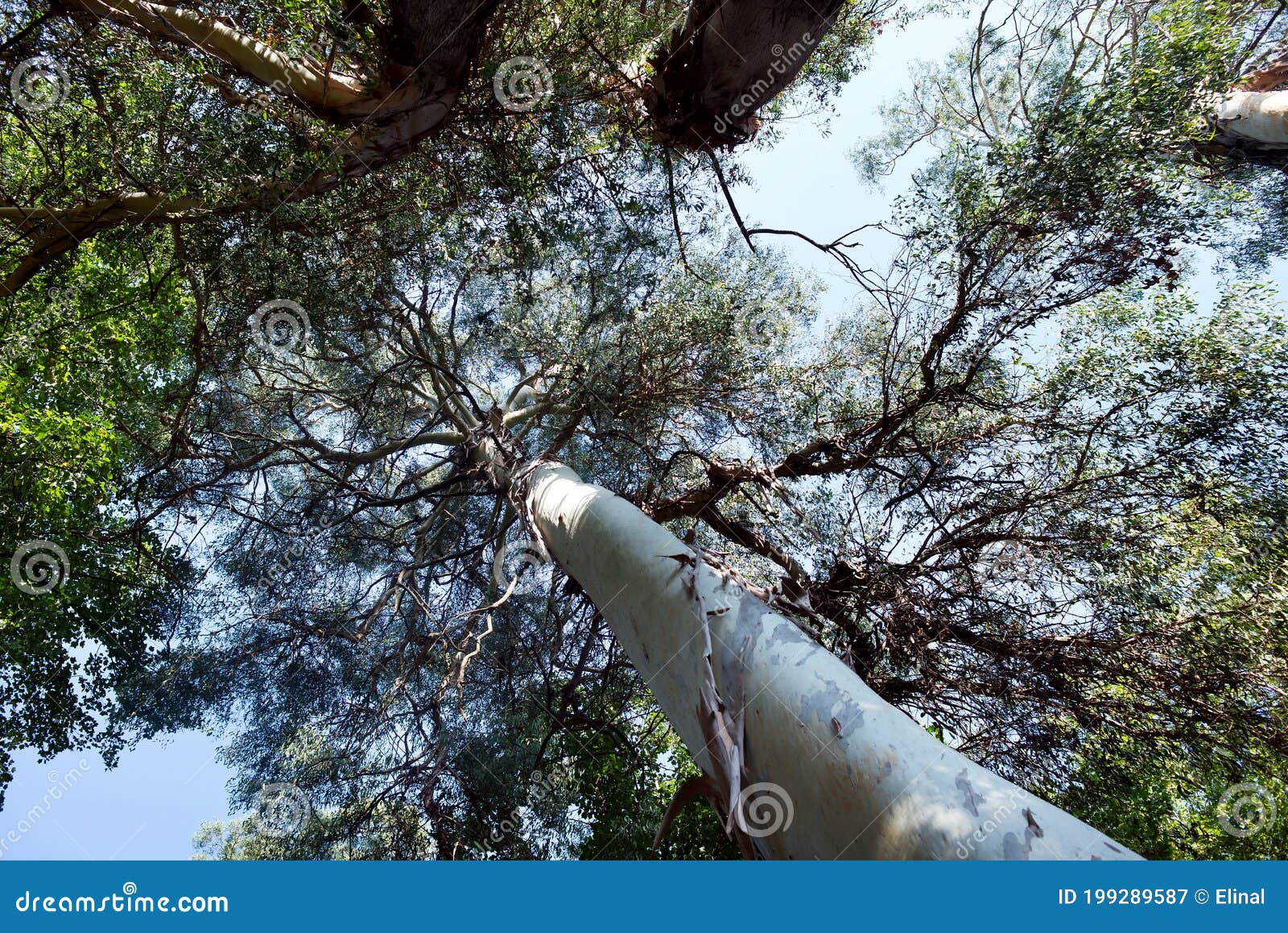 Pine Tree Bottom View, Branches. Forest Stock Image - Image of bottom ...