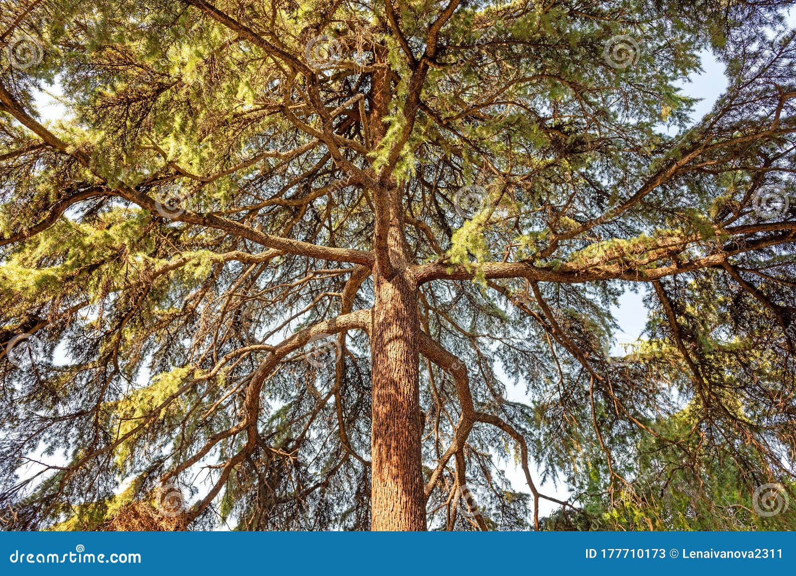 Pine Tree, Bottom View of Tall Old Tree with Sunlight. Stock Image ...