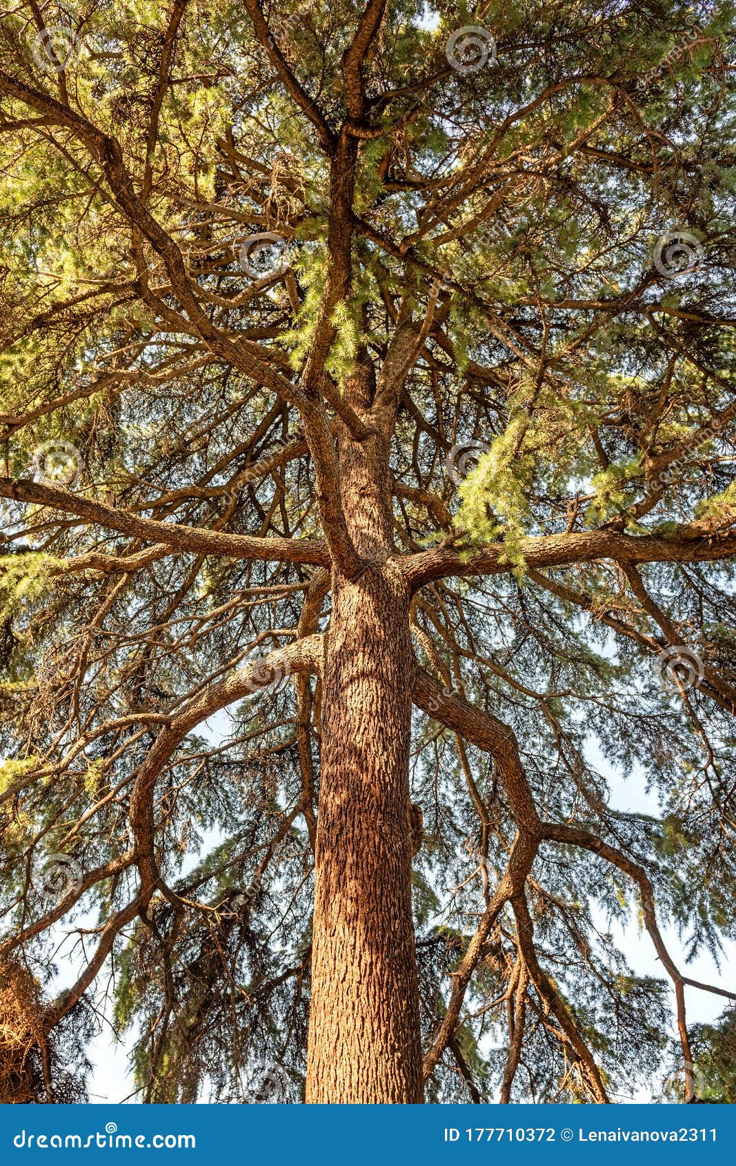 Pine Tree, Bottom View of Tall Old Tree with Sunlight. Stock Photo ...