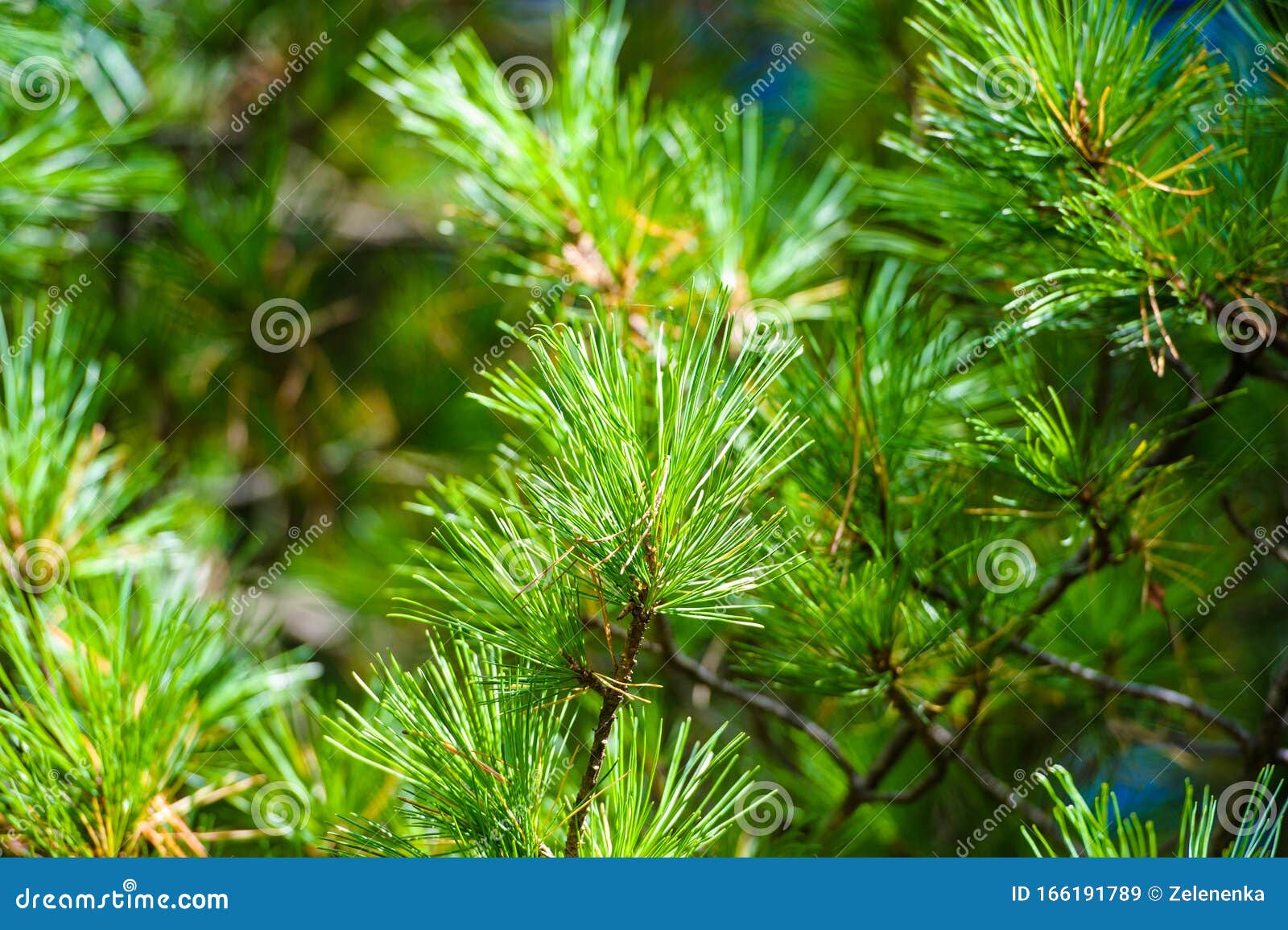 Pine tree branch stock image. Image of plant, season - 166191789
