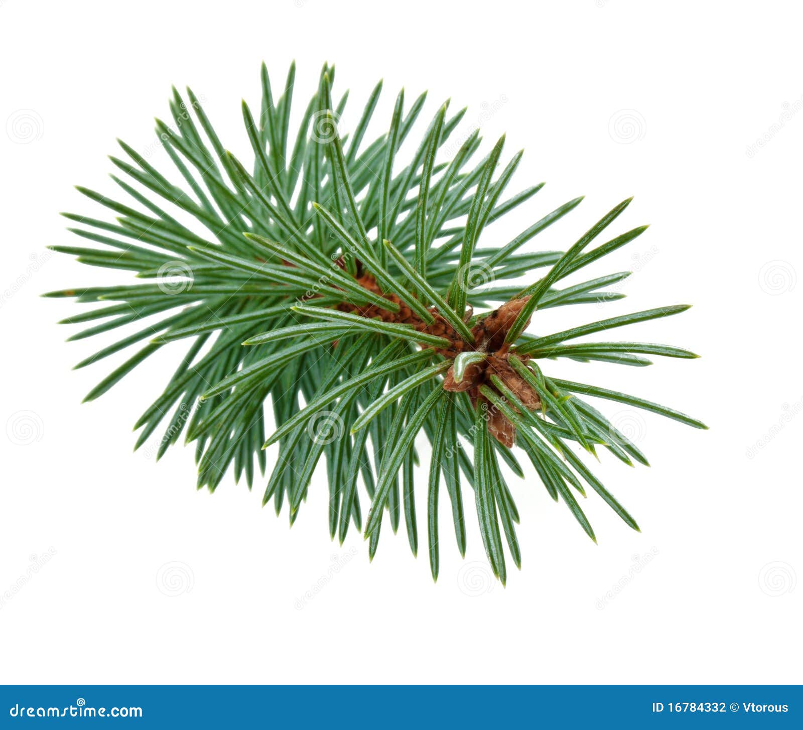 Pine tree branch stock photo. Image of coniferous, needle - 16784332
