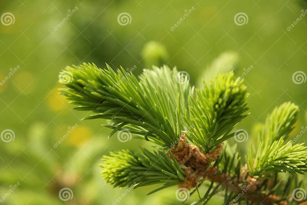 Pine tree branch stock photo. Image of pine, close, needles - 20013372