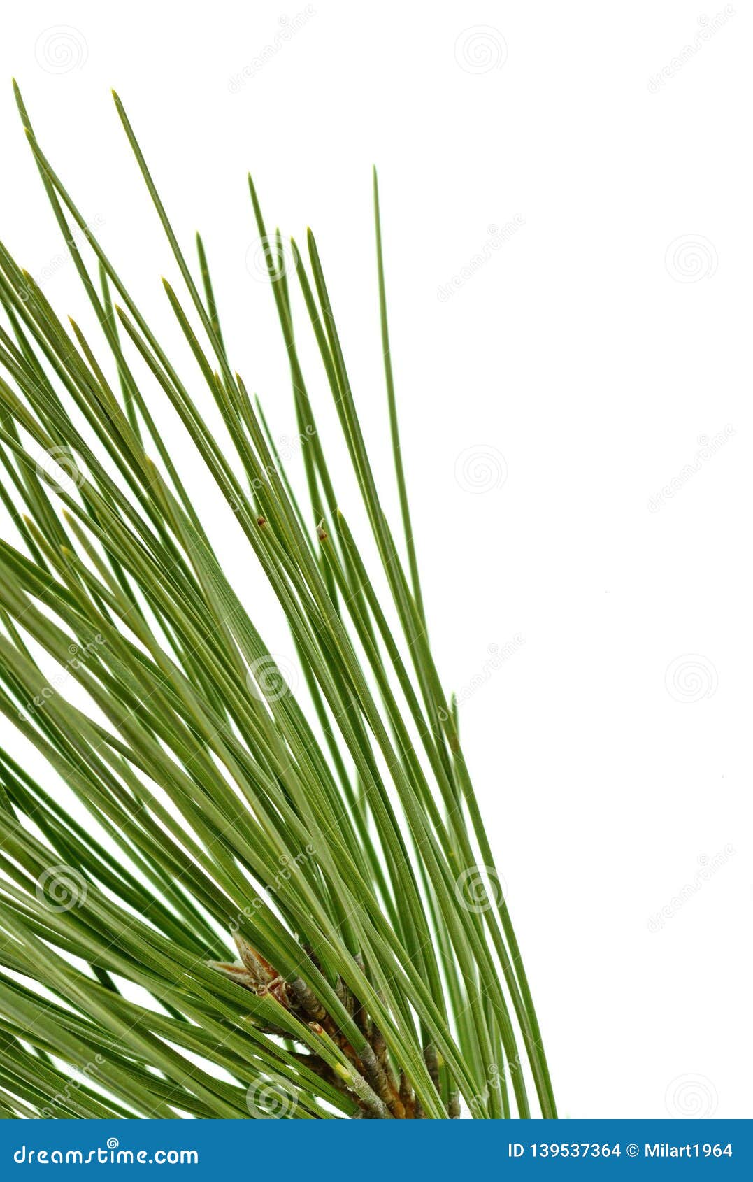 Pine Tree Branch As a Design Element. Stock Photo - Image of element ...