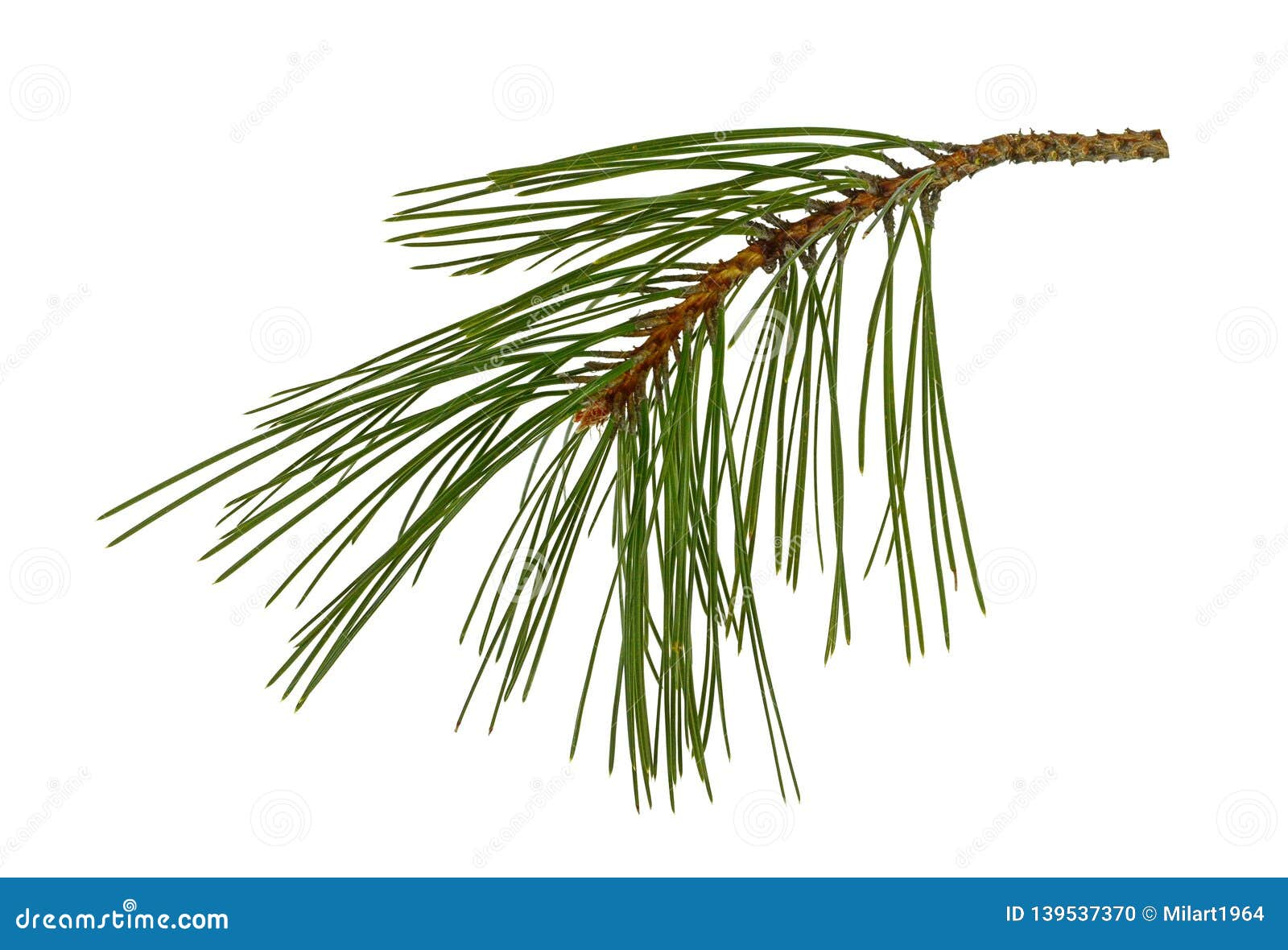 Pine Tree Branch As a Design Element. Stock Photo - Image of background ...