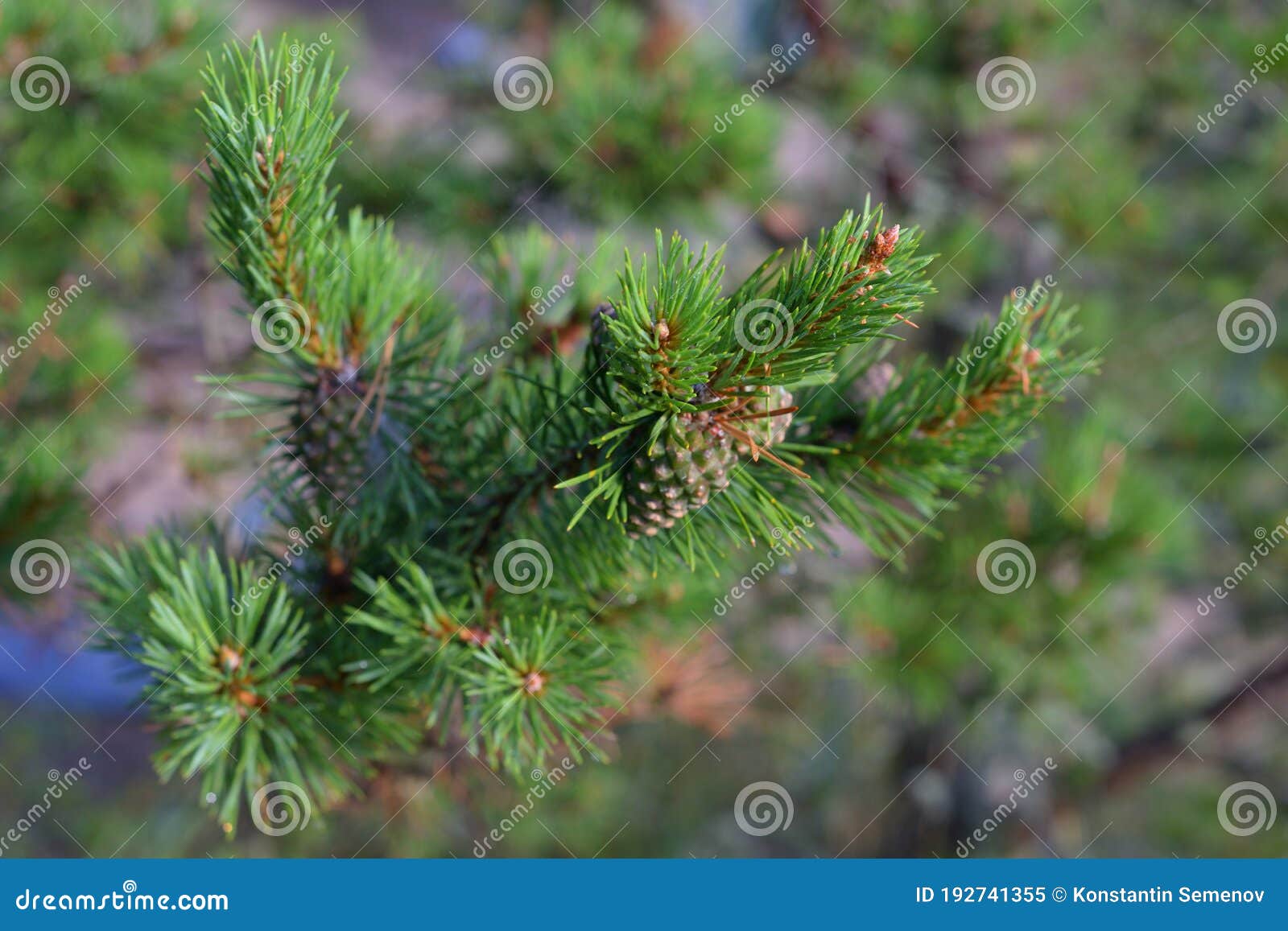 Pine tree branch close up stock image. Image of botanical - 192741355