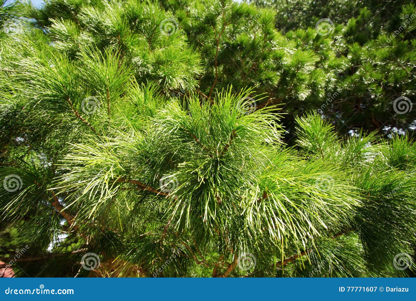 Pine tree branch close up stock image. Image of scenery - 77771607