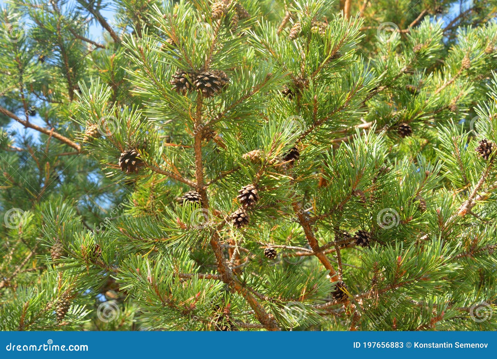 Pine tree branch close up stock image. Image of garden - 197656883