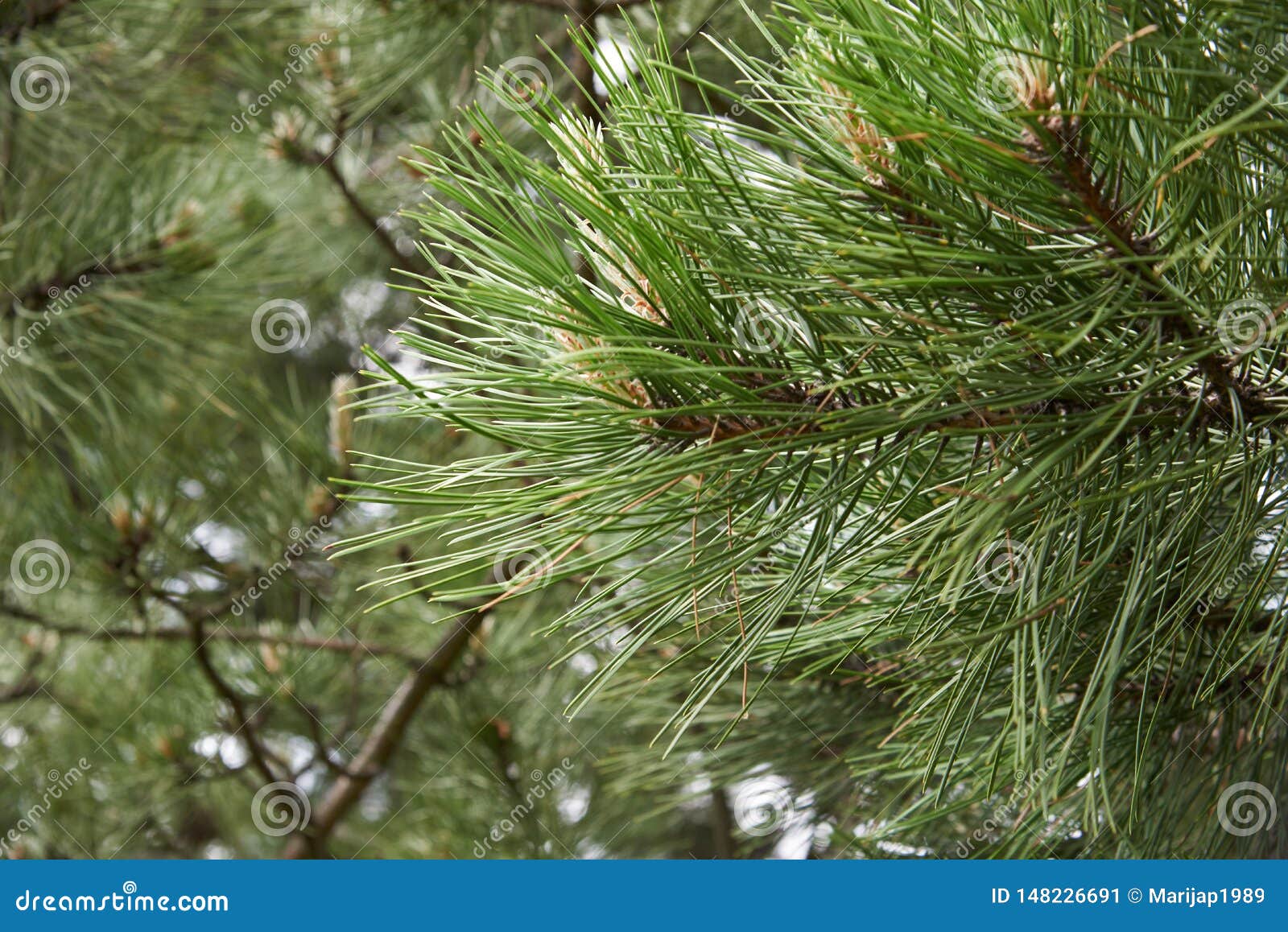 Pine tree branch close up stock image. Image of close - 148226691