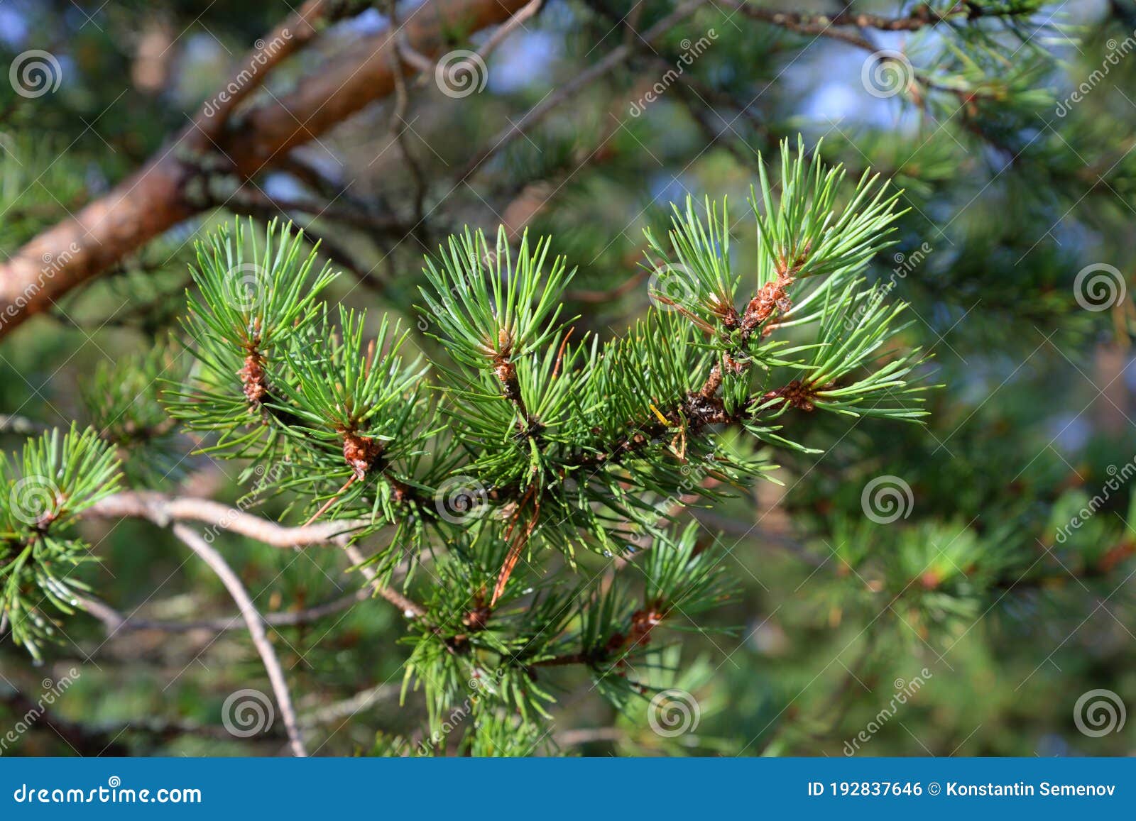 Pine tree branch close up stock photo. Image of plant - 192837646