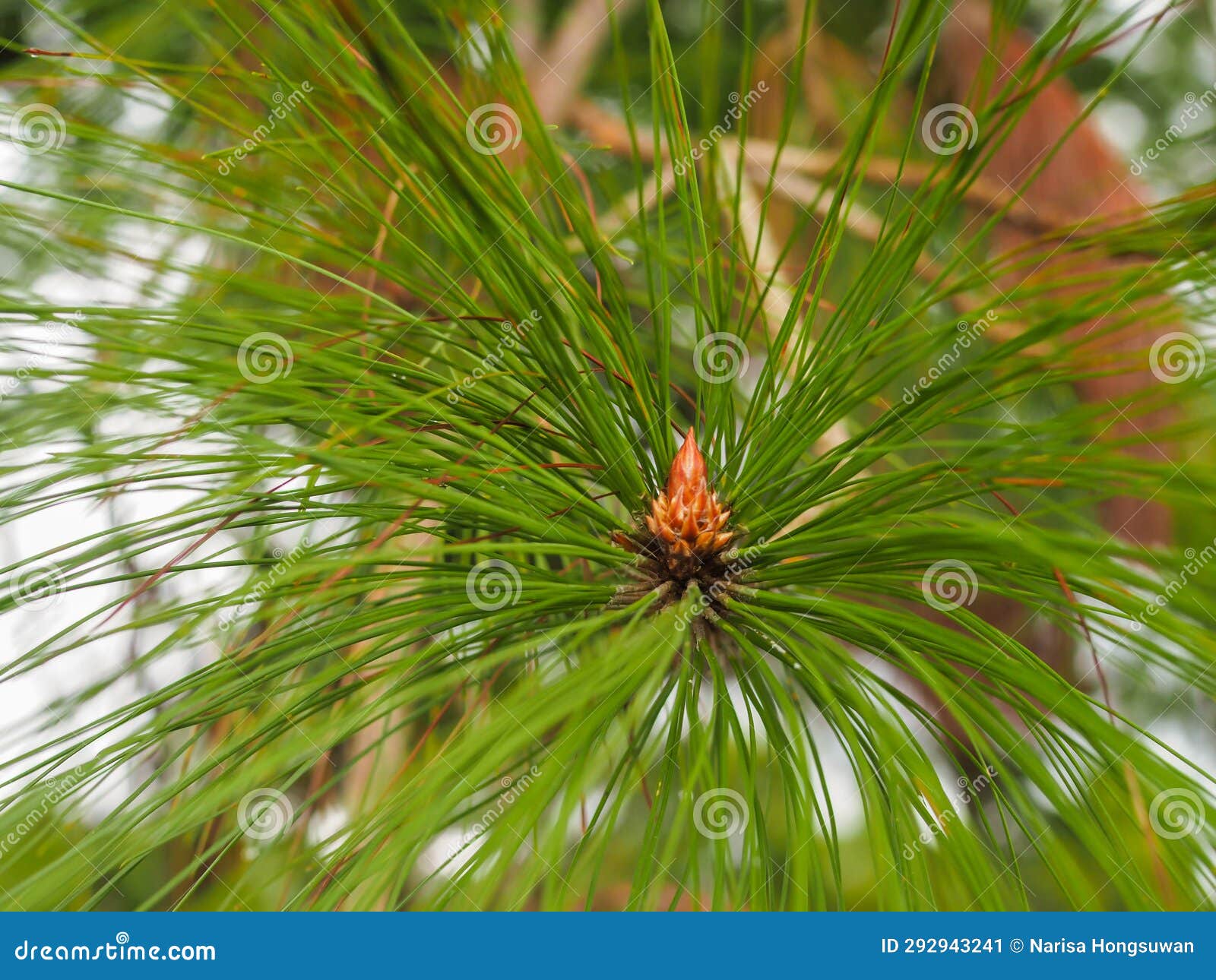 Pine Tree Branch with Cone. Close Up and Low Angle of Baby Tiny Small ...