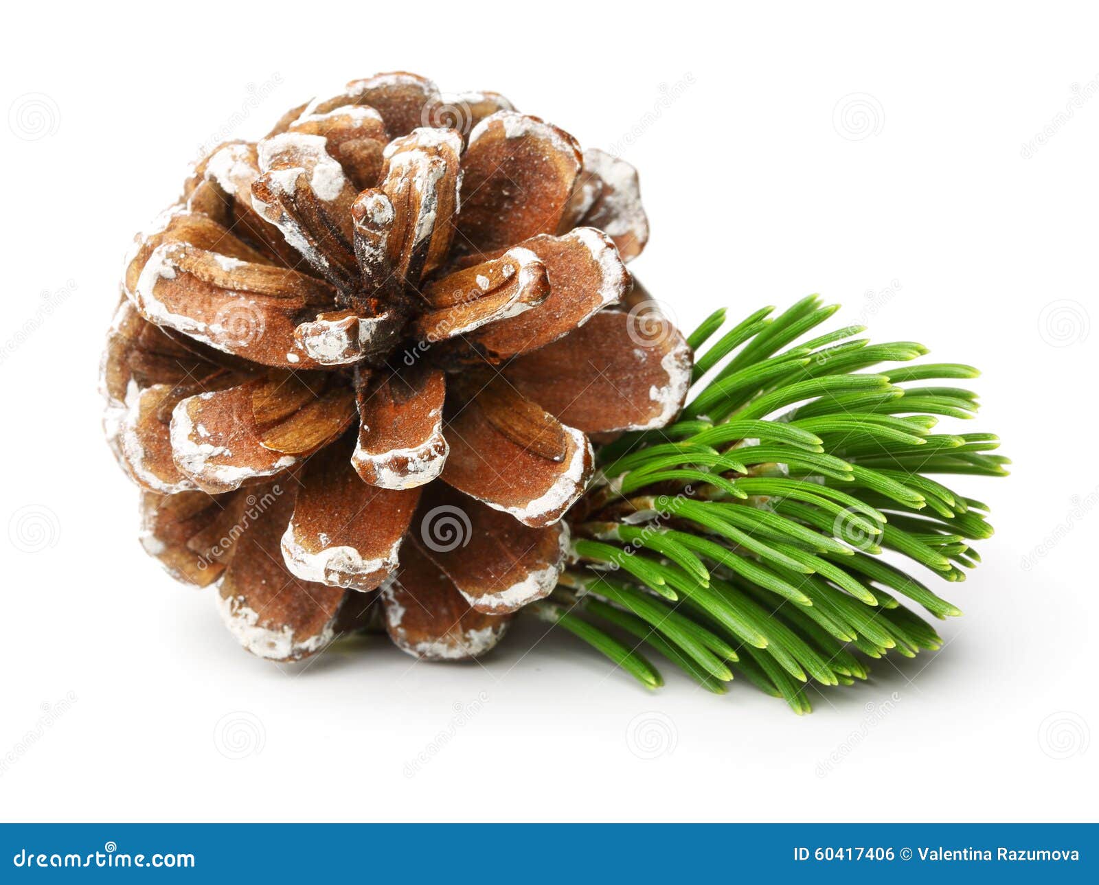 Pine With Cone Royalty-Free Stock Photography | CartoonDealer.com #39215249
