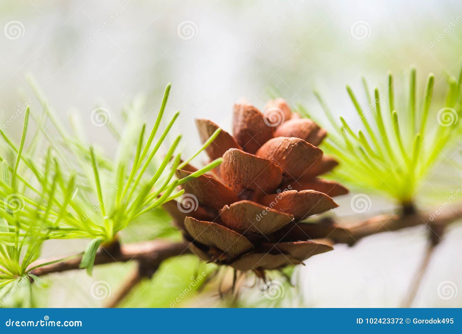 Pine Tree Branch with Pine-cone, Pinecone. Macro Nature, Green Energy ...
