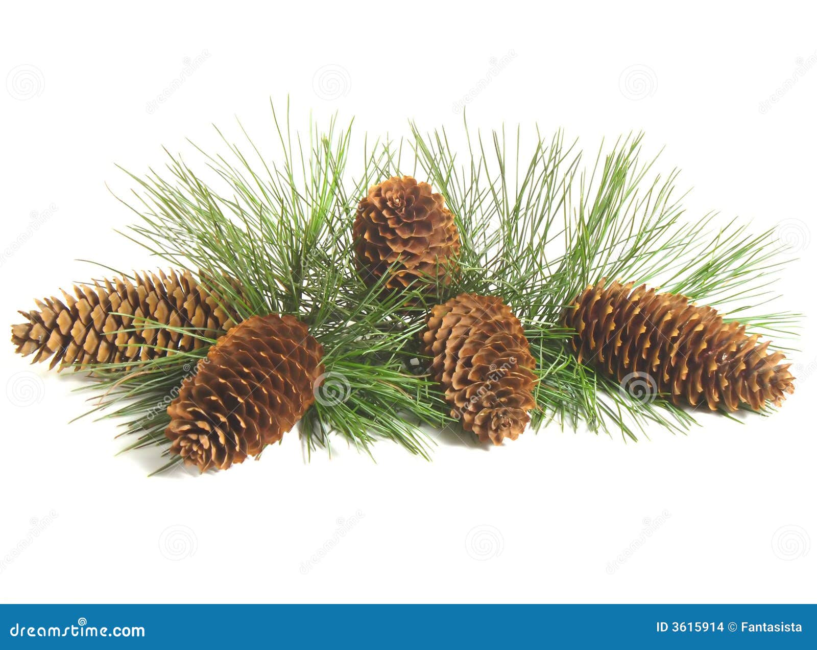 Pine Tree Branch And Cones stock photo. Image of nature - 3615914