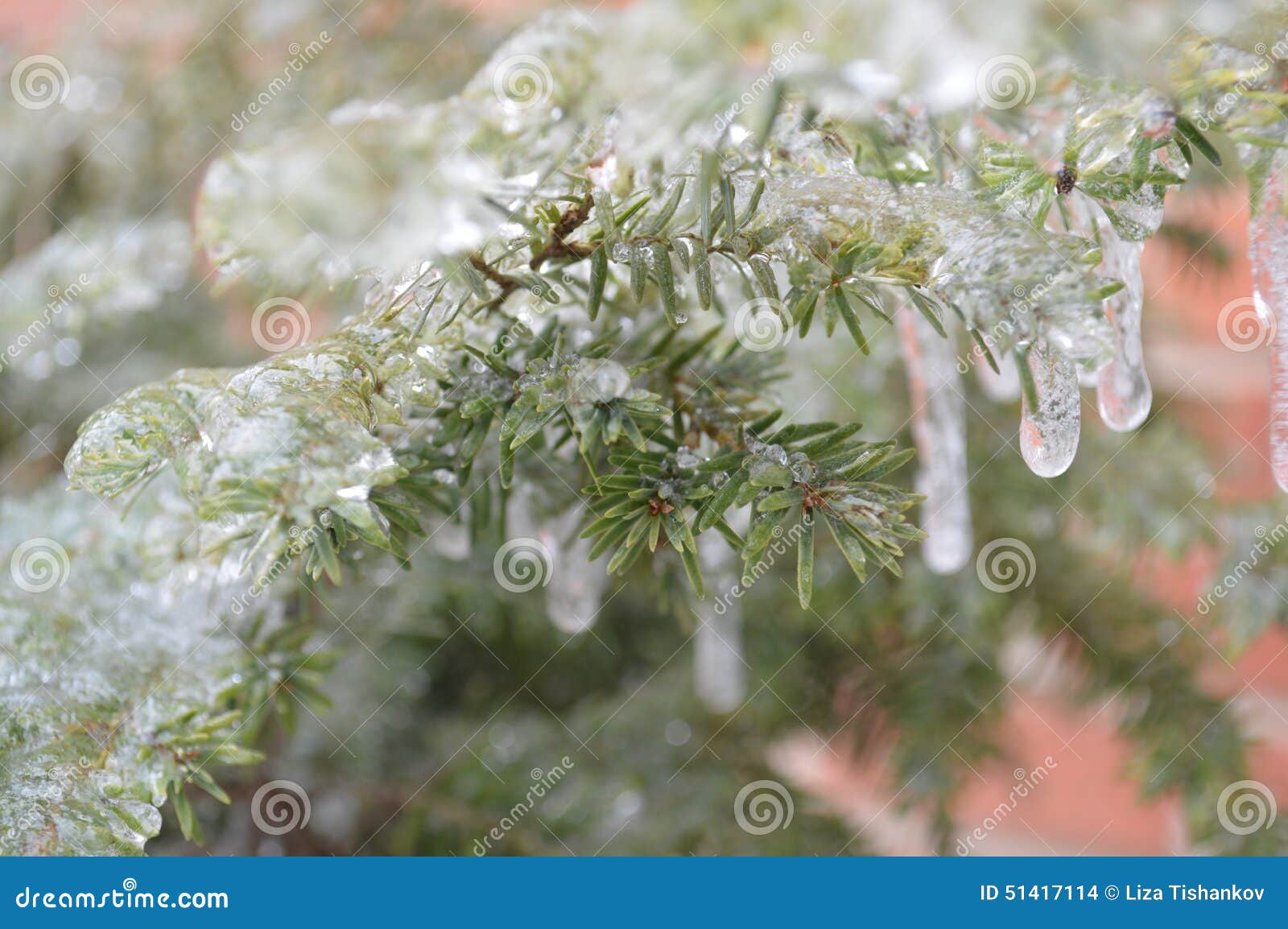 Pine Tree Branch Covered in Ice Stock Photo - Image of cold, details ...