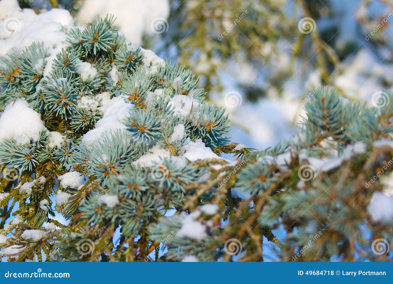 Pine Tree Branch Covered by Snow Stock Photo - Image of winter, brisk ...