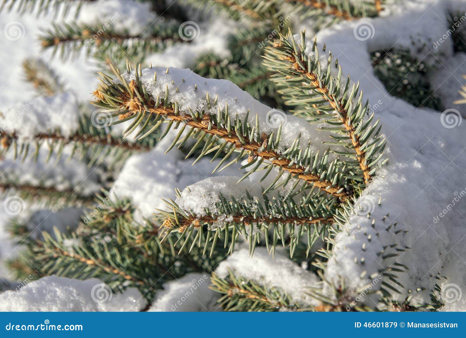 Pine Tree Branch Covered with Snow Stock Image - Image of holiday, pine ...