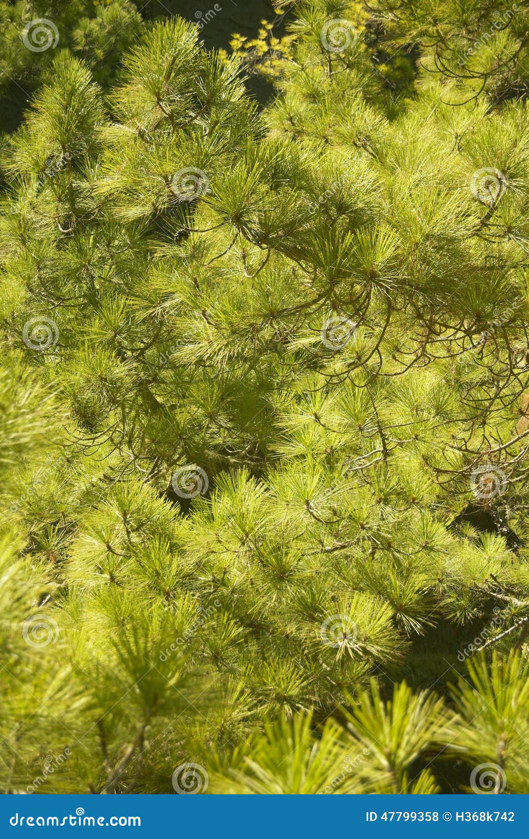 Pine Tree Branch Detail in the Forest Stock Photo - Image of leaf ...