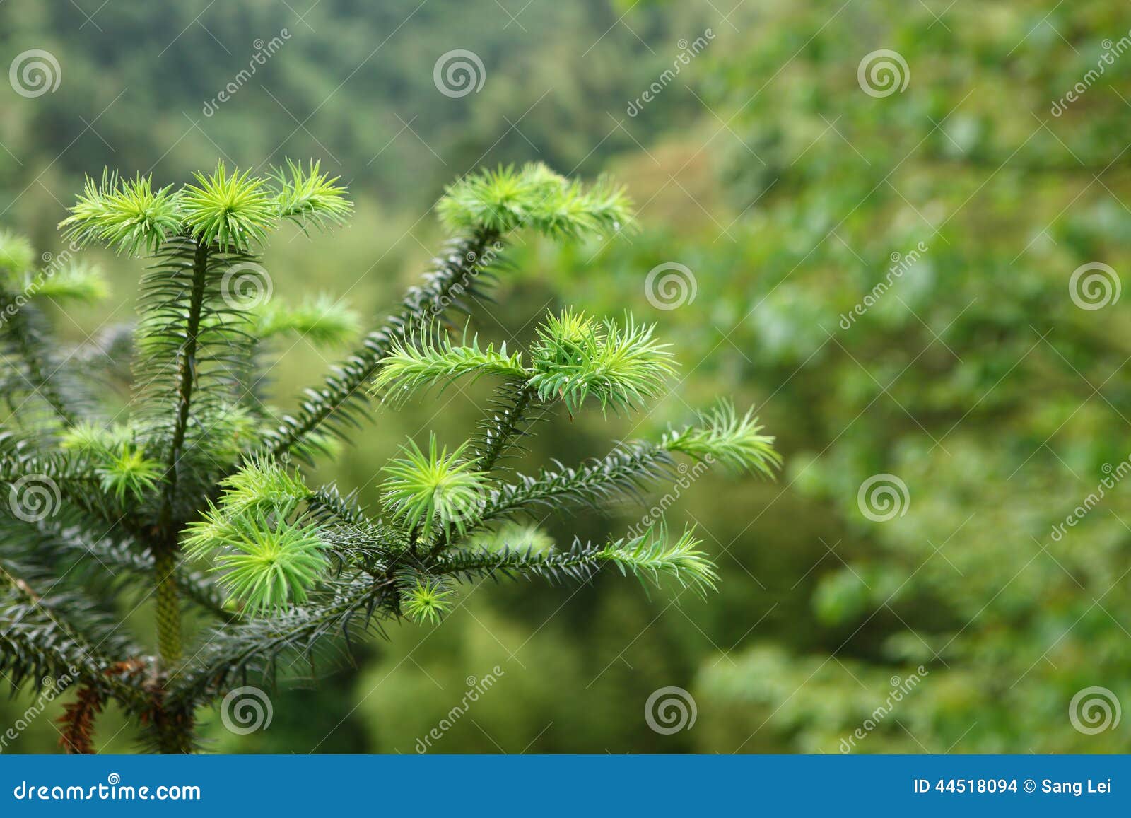 Pine tree branch details stock photo. Image of details - 44518094