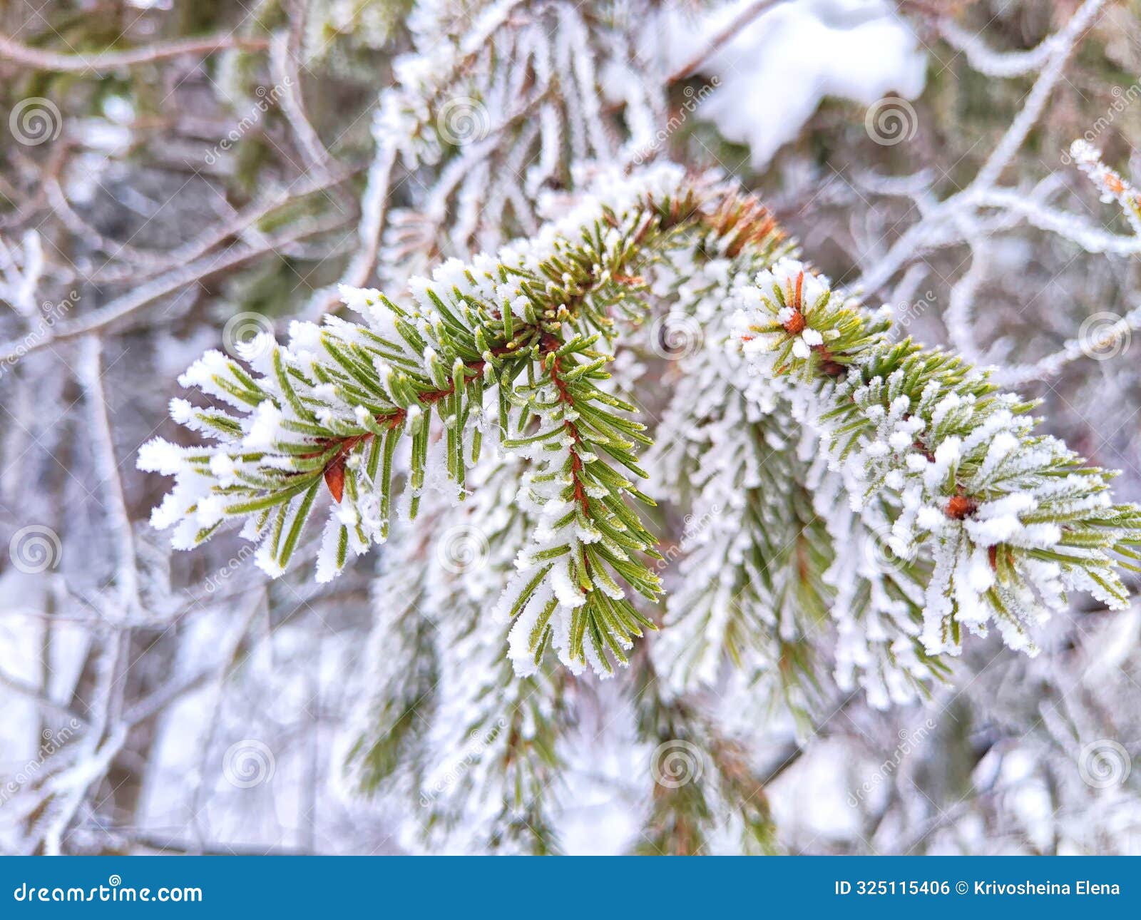 Pine Tree Branch Dusted with Snow in a Serene Winter Forest during the ...