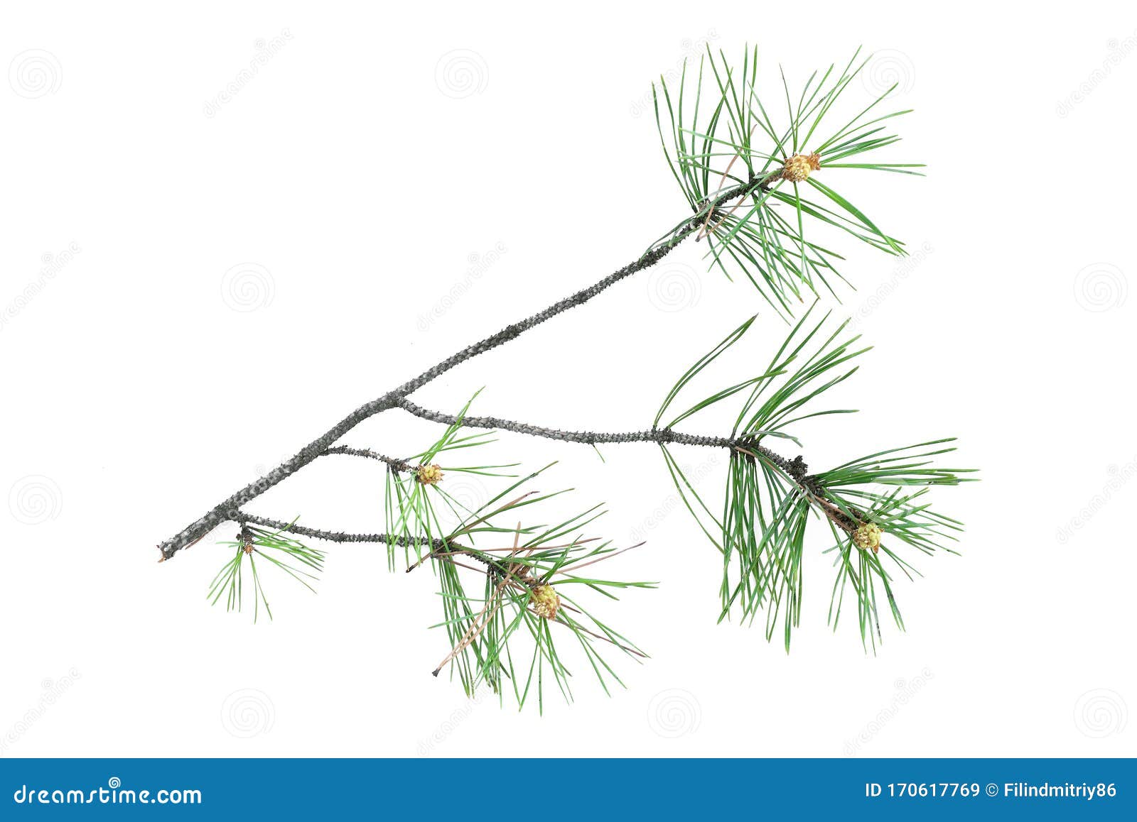 Pine tree branch. stock image. Image of flat, summer - 170617769