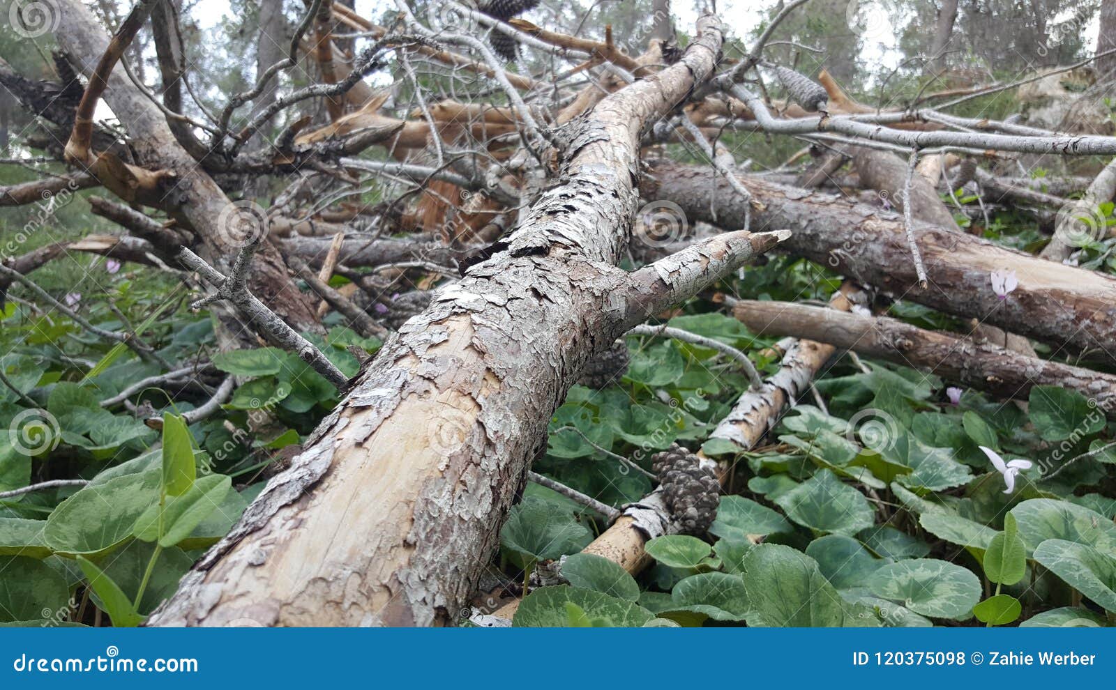 Pine Tree Branch on the Ground Stock Photo - Image of nature, forest ...