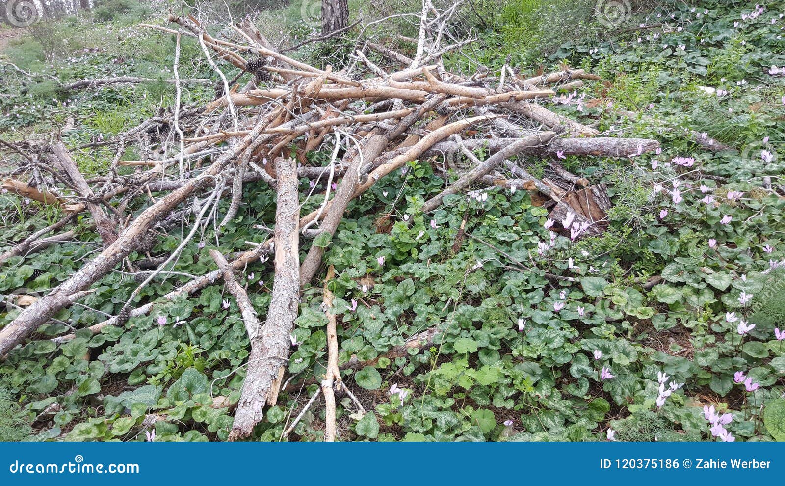 Pine Tree Branch on the Ground Stock Photo - Image of green, pile ...