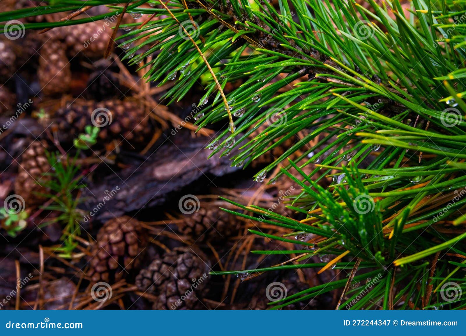 A Pine Tree Branch Has a Few Pine Cones Attached To it Stock Image ...
