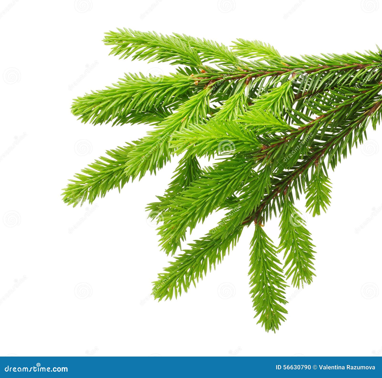 Pine tree branch stock photo. Image of evergreen, conifer - 56630790