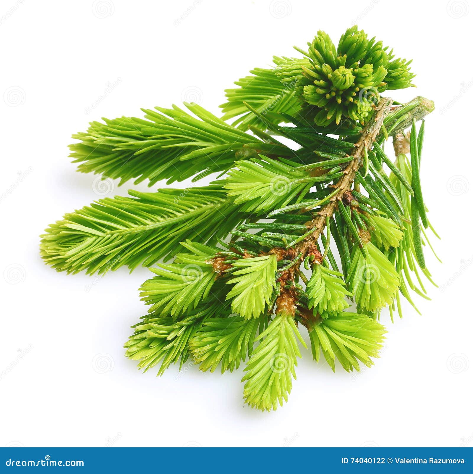 Pine tree branch isolated stock photo. Image of branch - 74040122