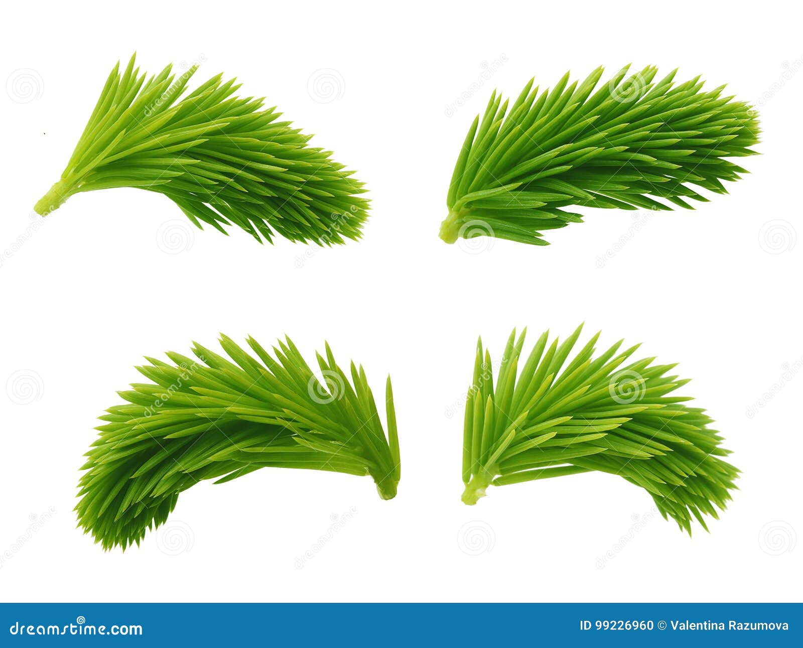 Pine tree branch stock photo. Image of bough, conifer - 99226960