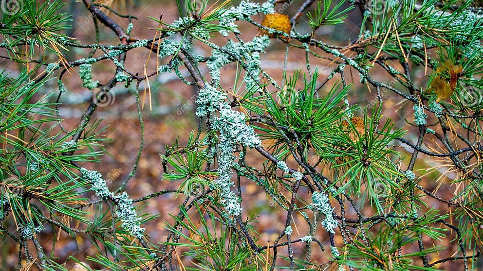 Pine Tree Branch with Lichen. Stock Photo - Image of lichen, natural ...