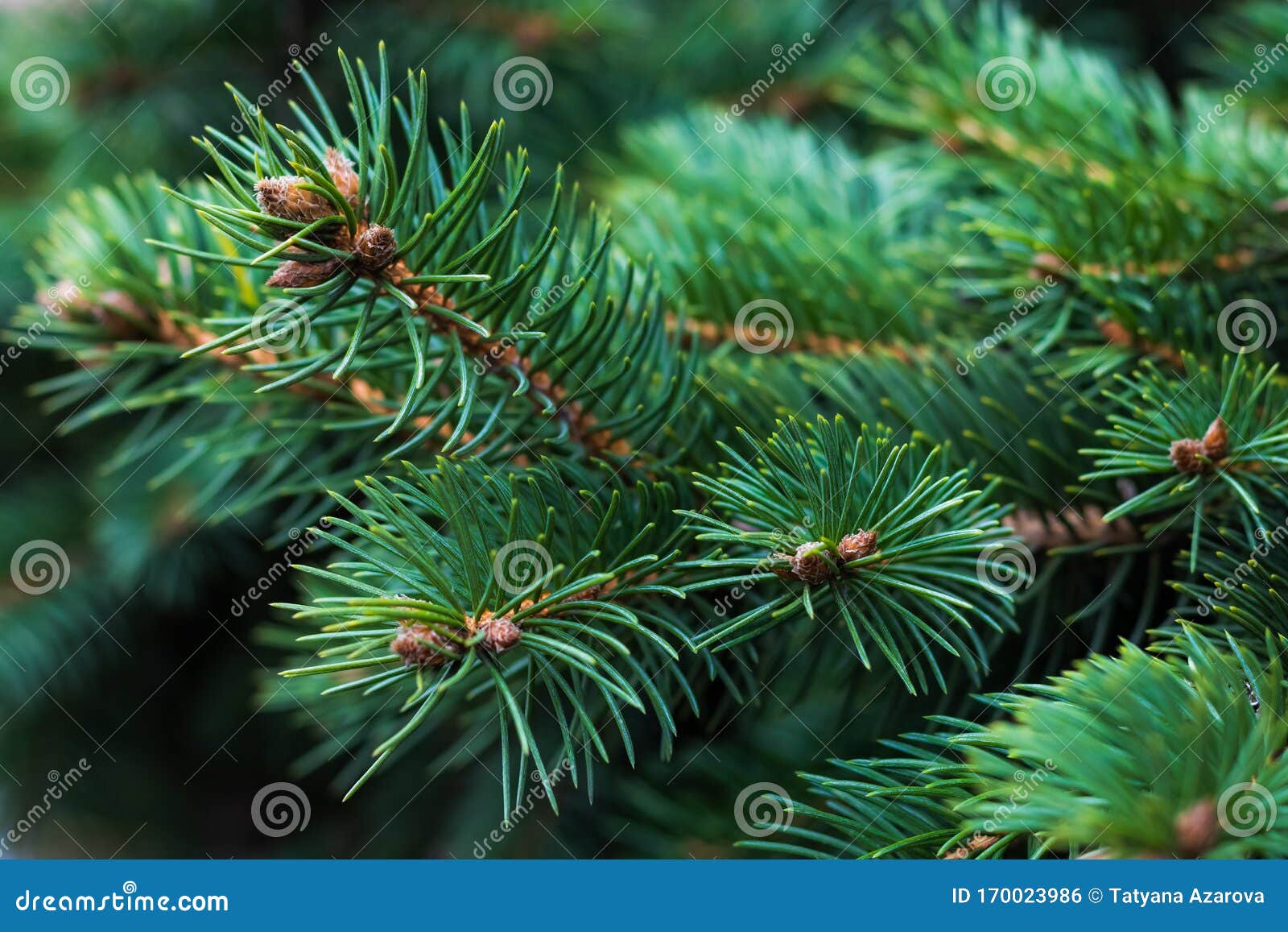 Pine Tree Branch. Natural Background of Needles. Spruce Texture Stock ...