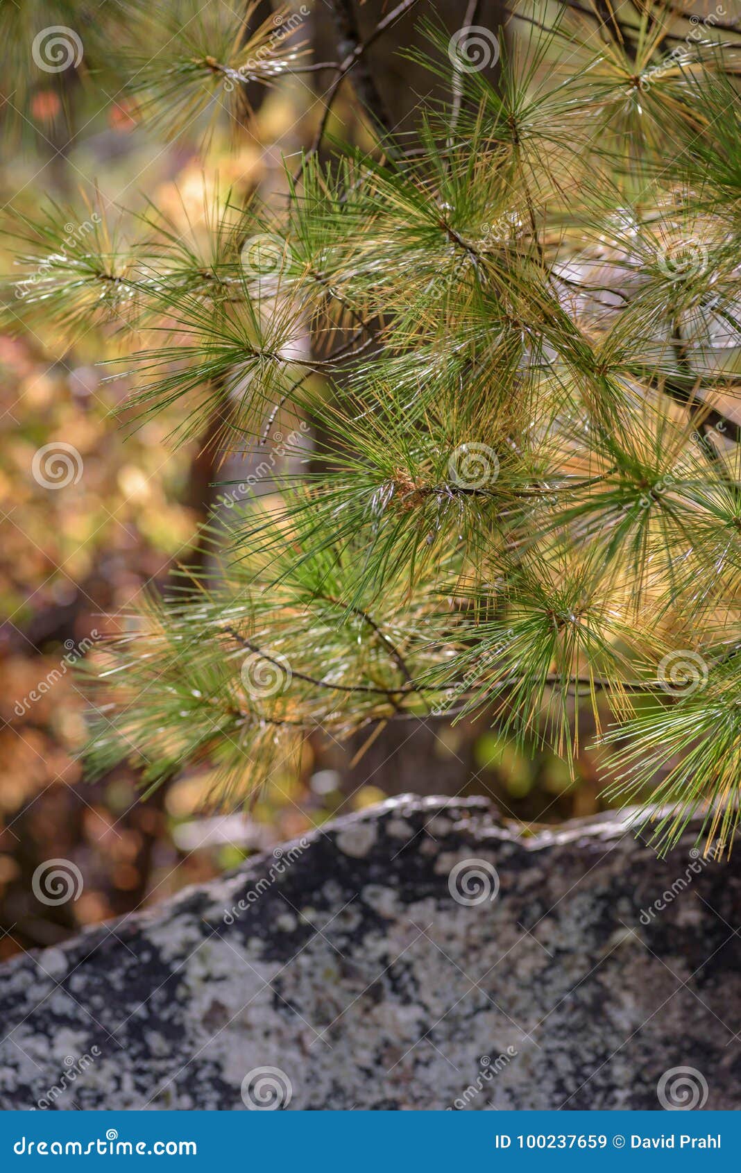 Pine Tree Branch and Needles in Sunlight Stock Image - Image of outdoor ...