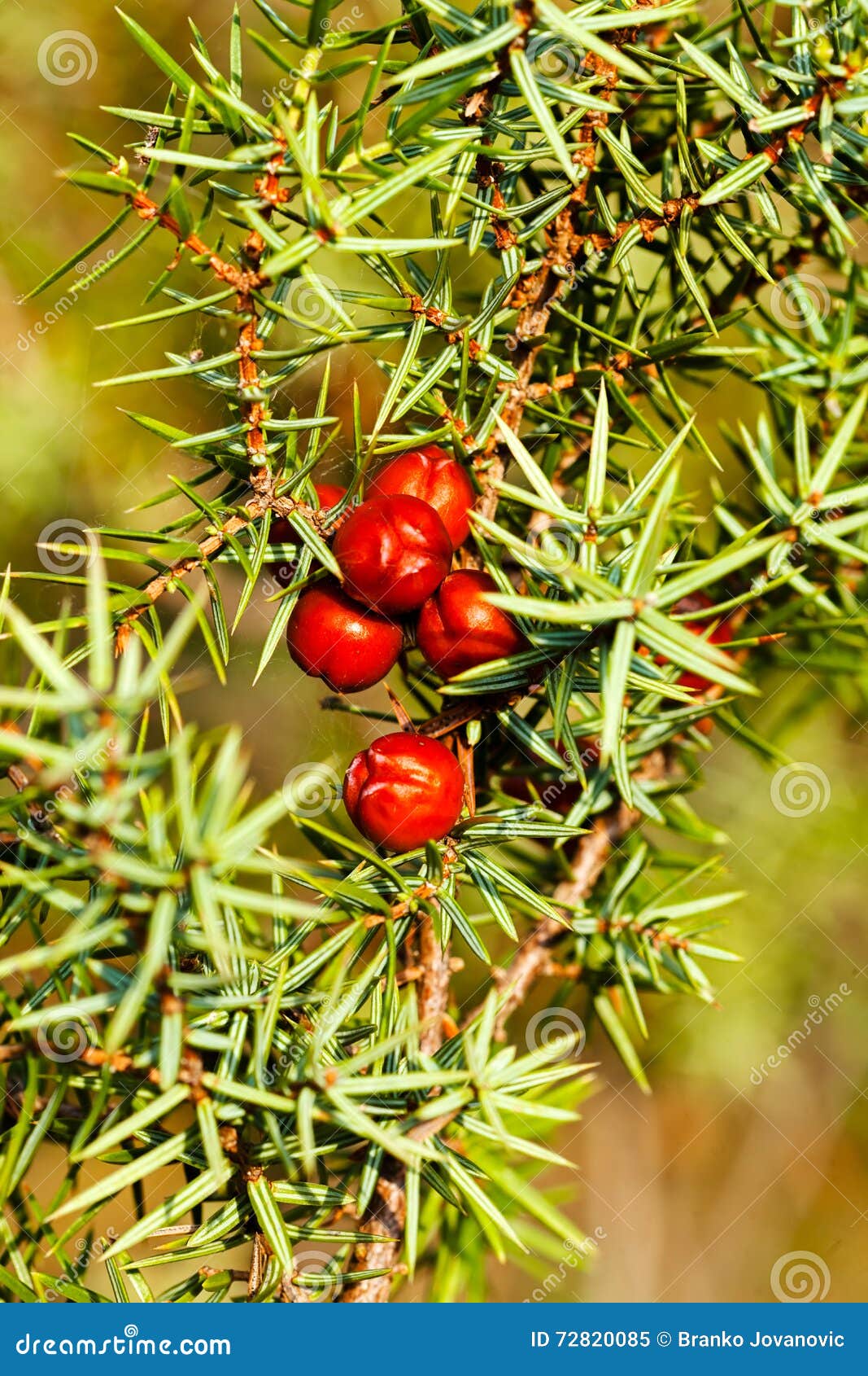 Pine tree branch stock image. Image of season, year, decoration - 72820085
